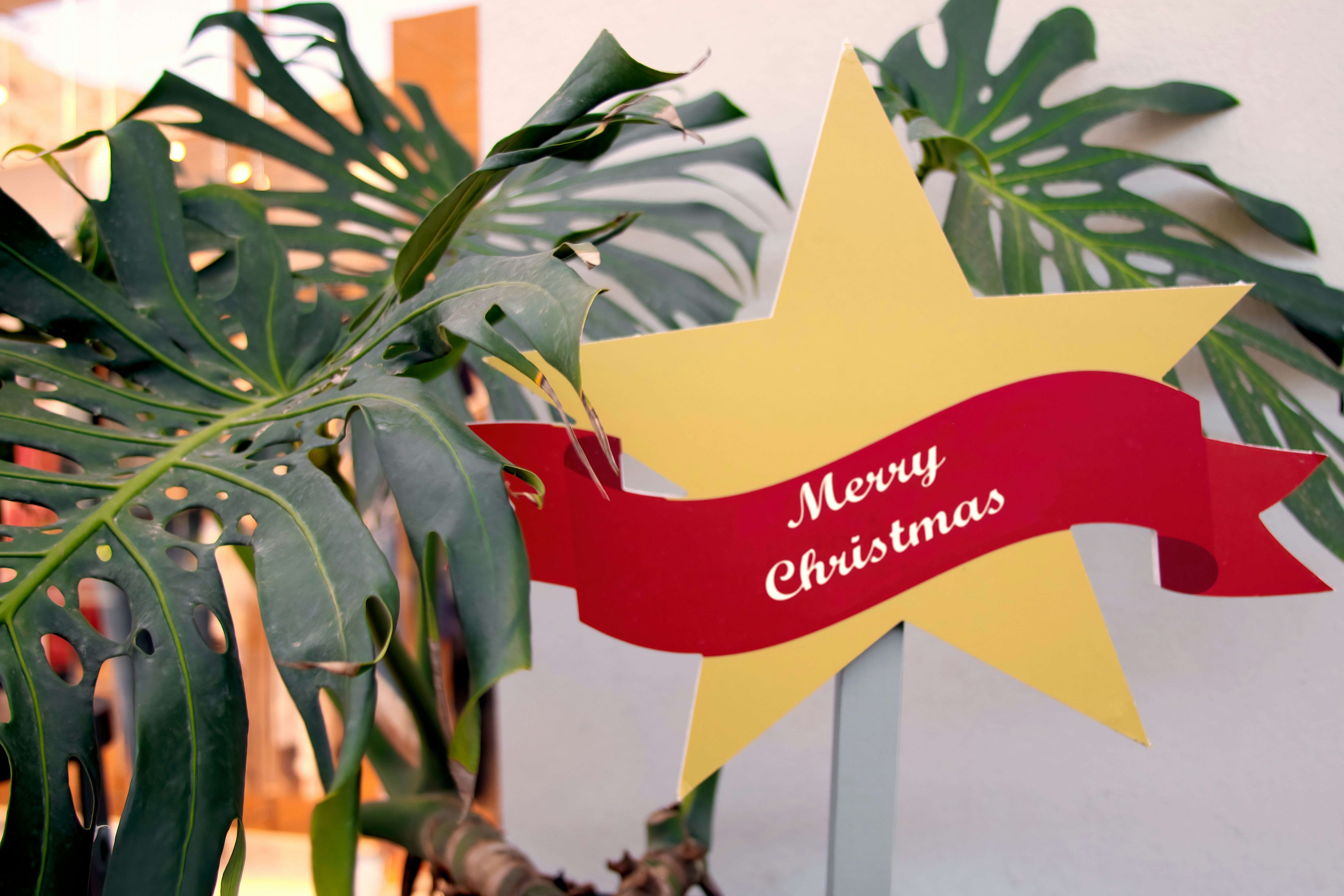 A merry christmas sign with a star on it photo – Free Puerto rico Image ...
