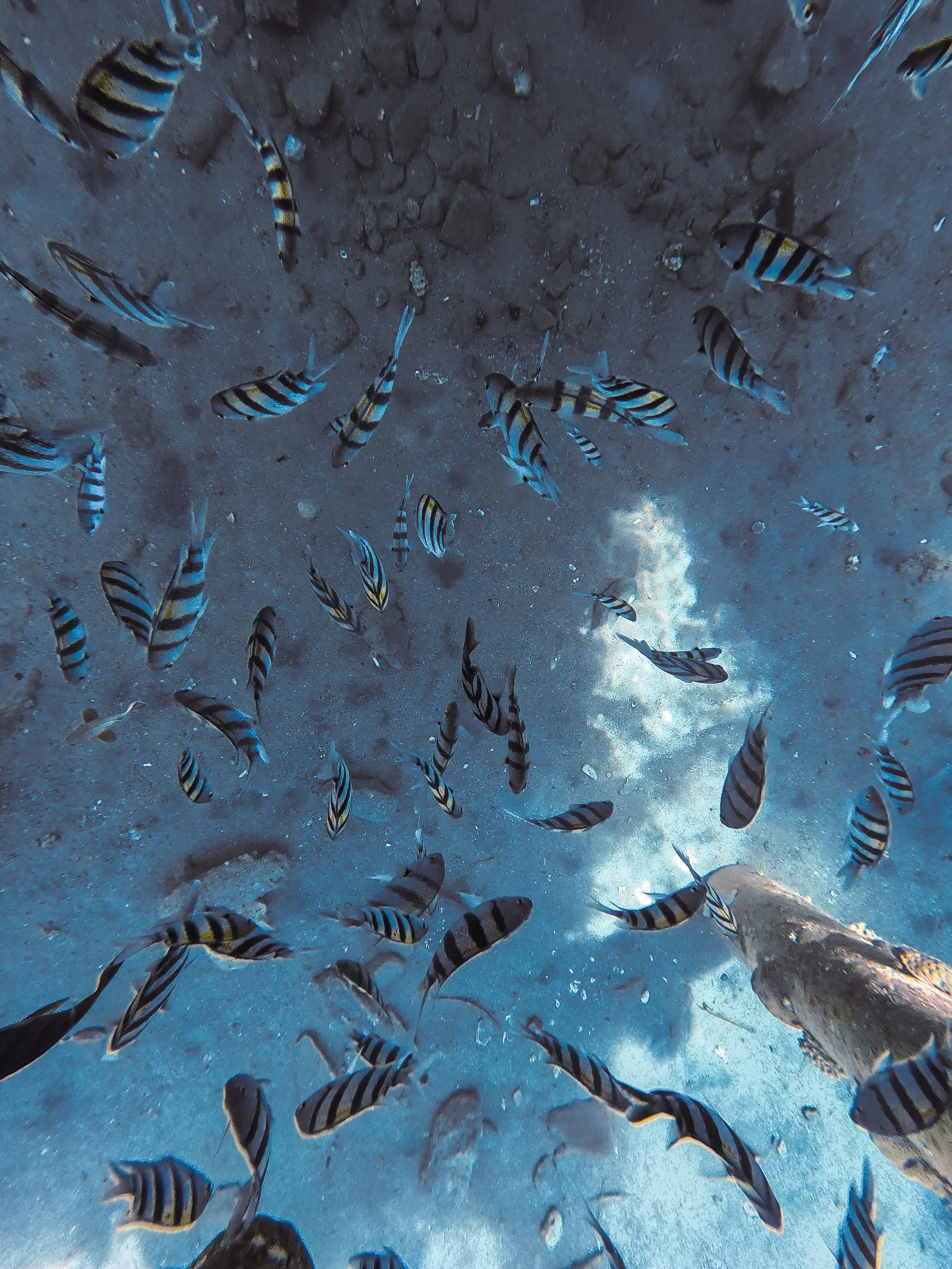 A large group of fish swimming in the ocean photo – Free Aquatic Image ...