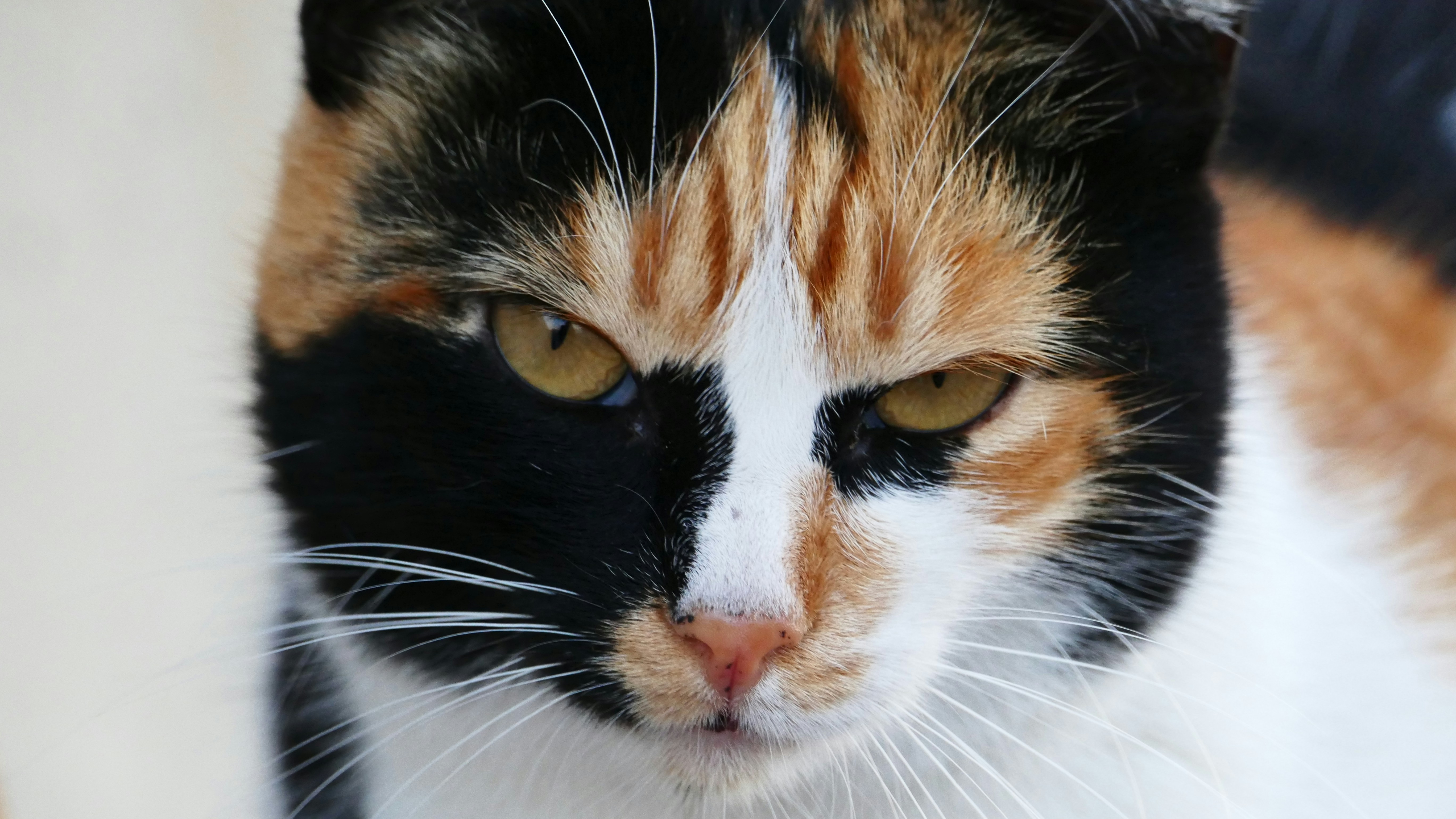 A close up of a cat looking at the camera photo – Free Cat Image on ...