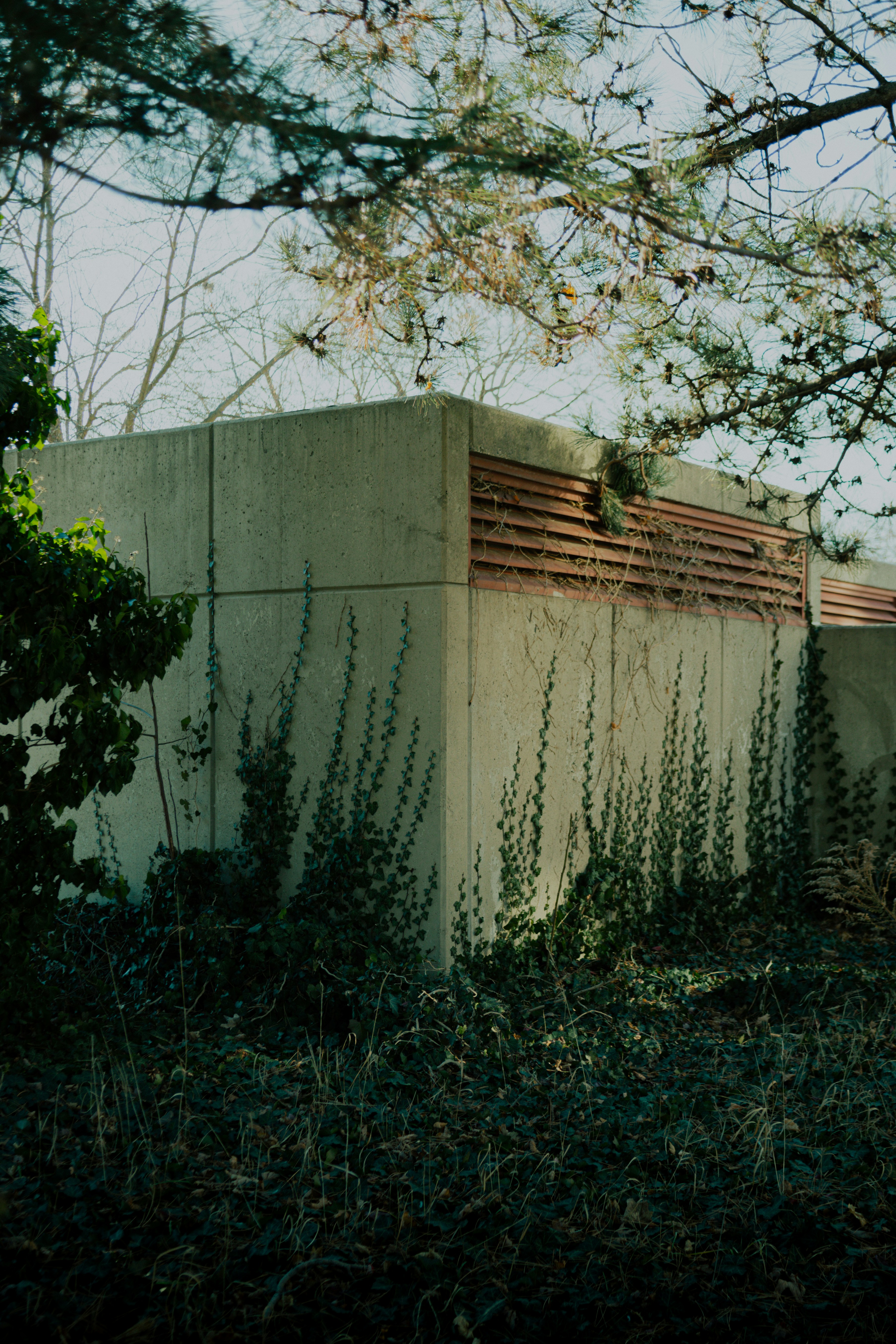 Concrete Retreat: Vines clinging to a sunlit wall in overgrown shade