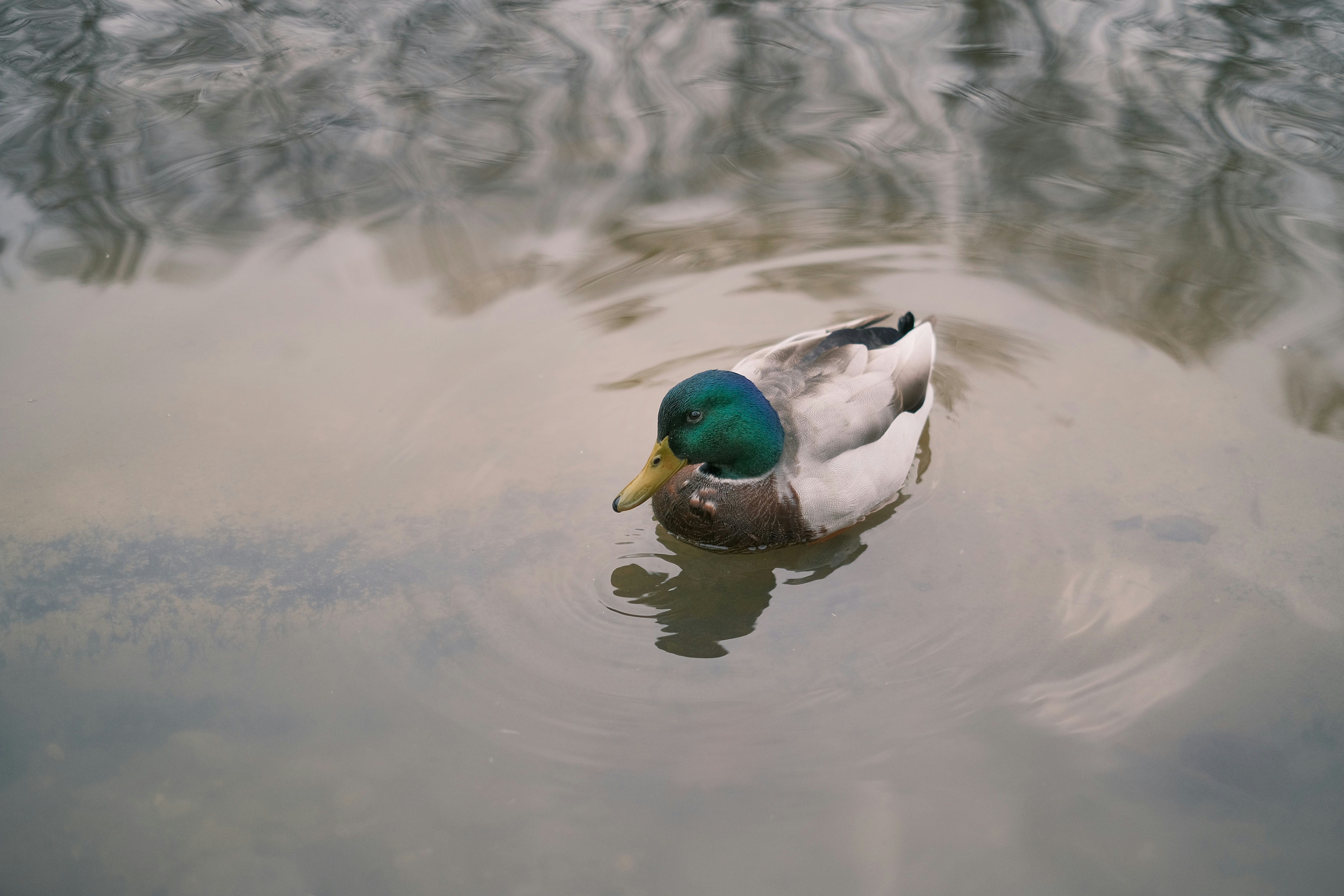 a duck floating on top of a body of water