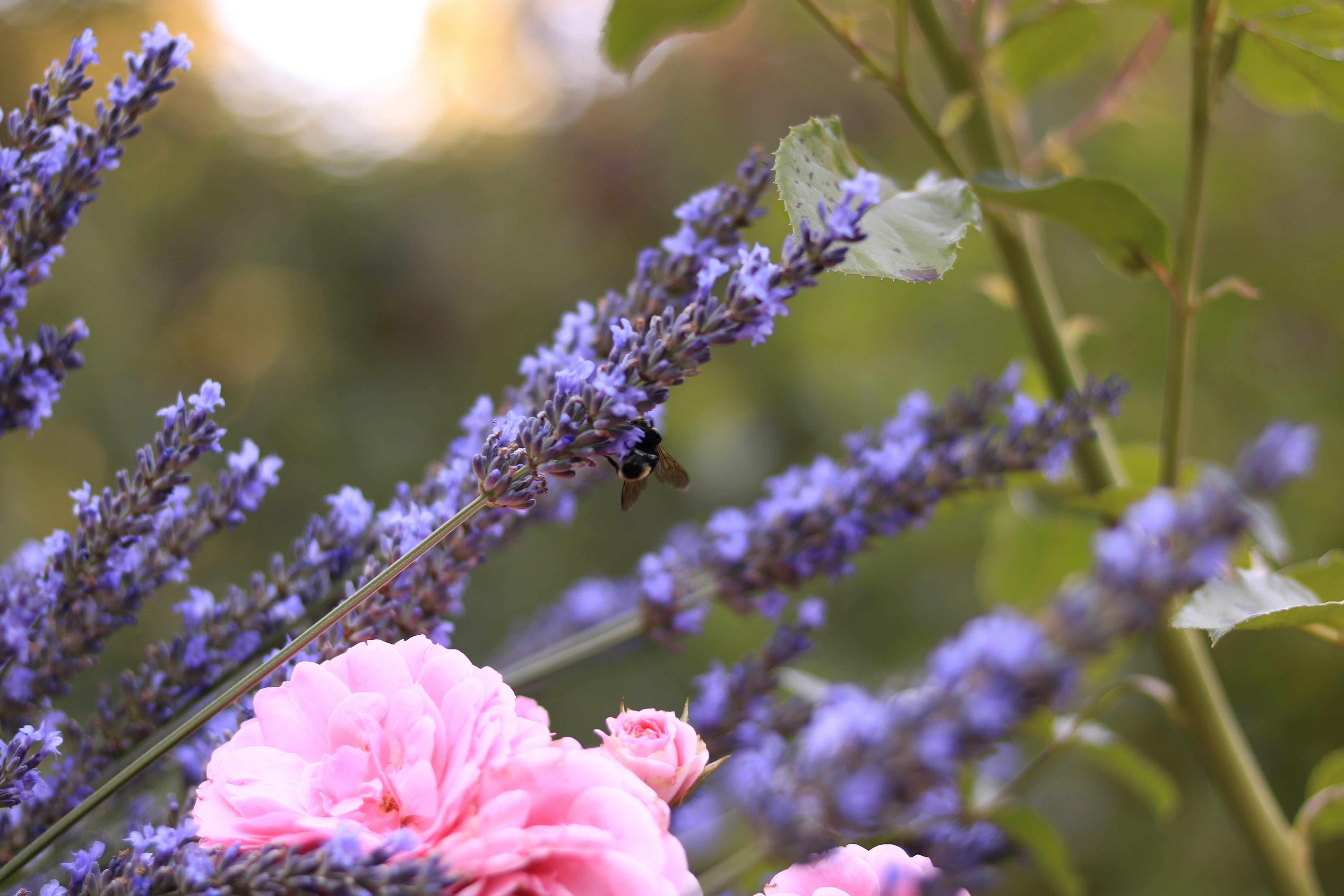 Pink peony amid lavender spikes in soft sunset light