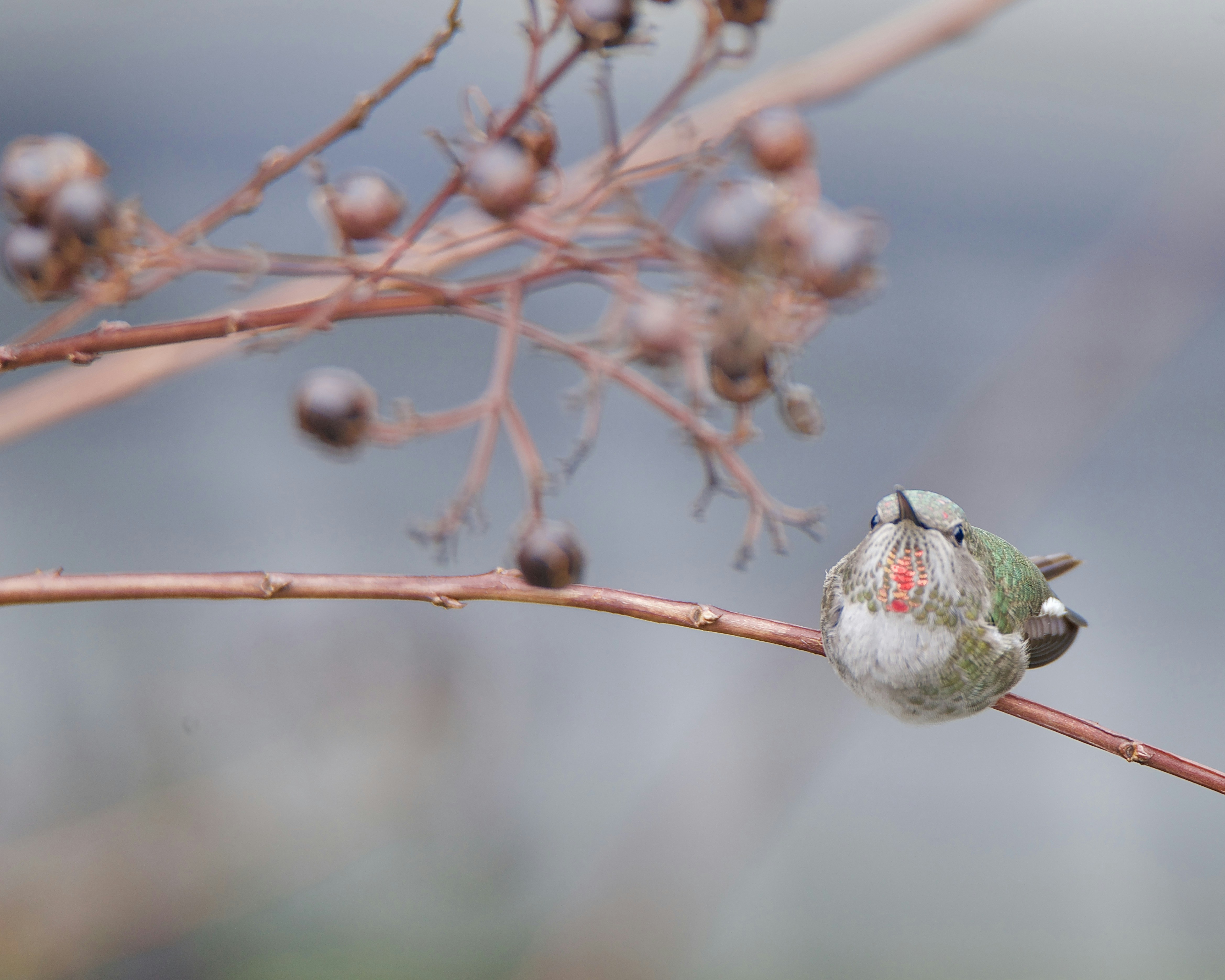 Winter-green Hummer on a Frosted Twig