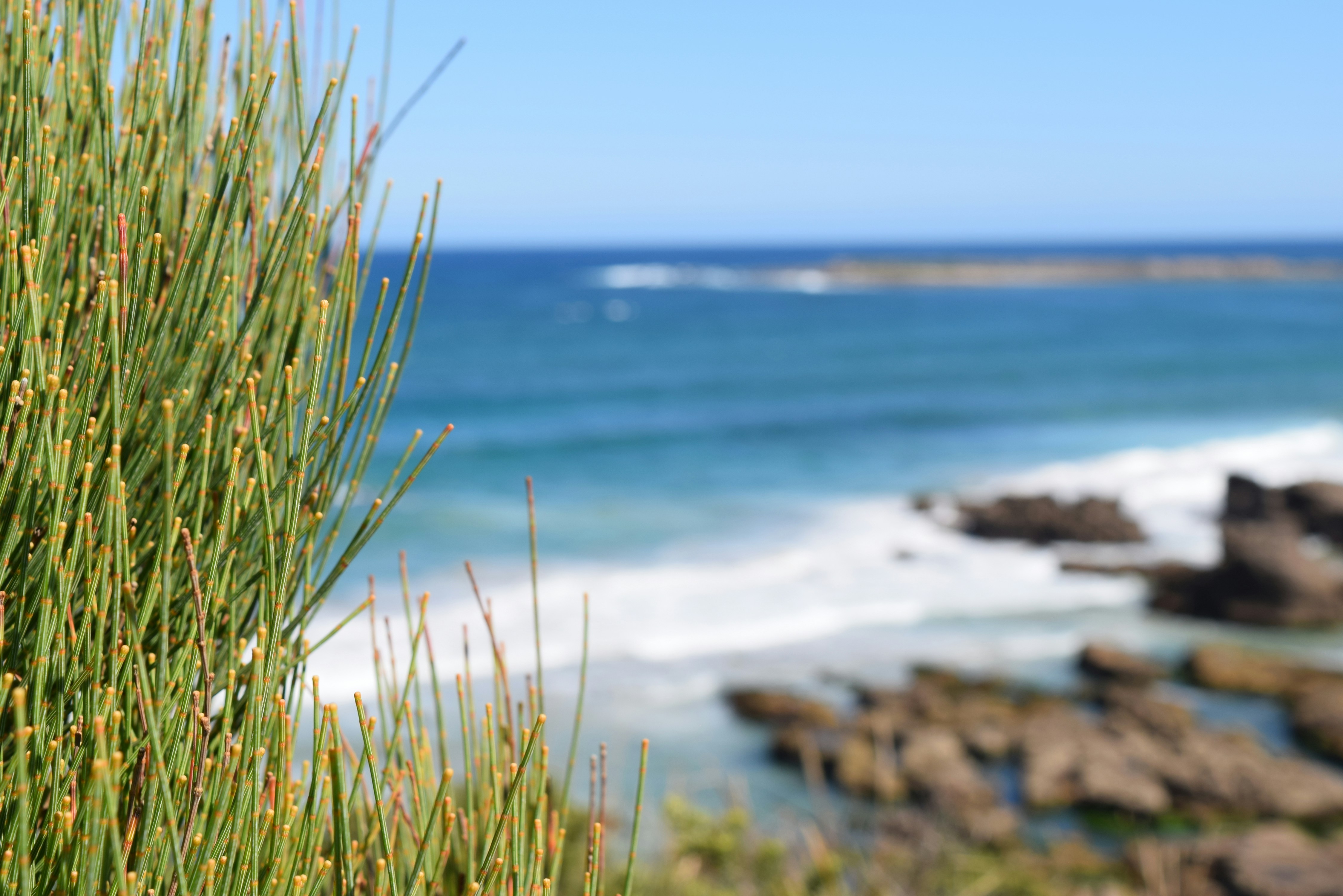 Coastal Grass Framing a Quiet Ocean Vista