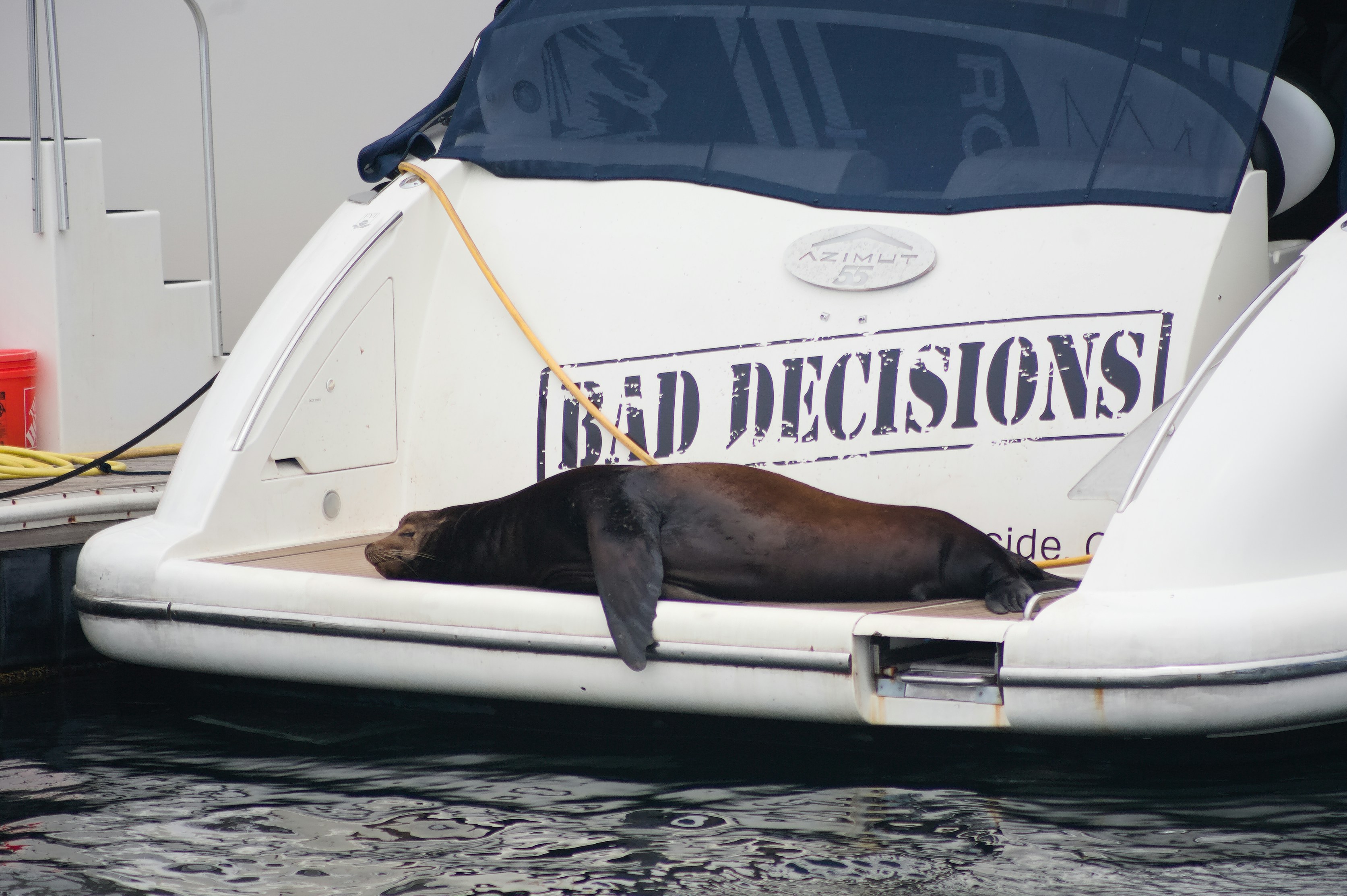 a sea lion laying on the back of a boat