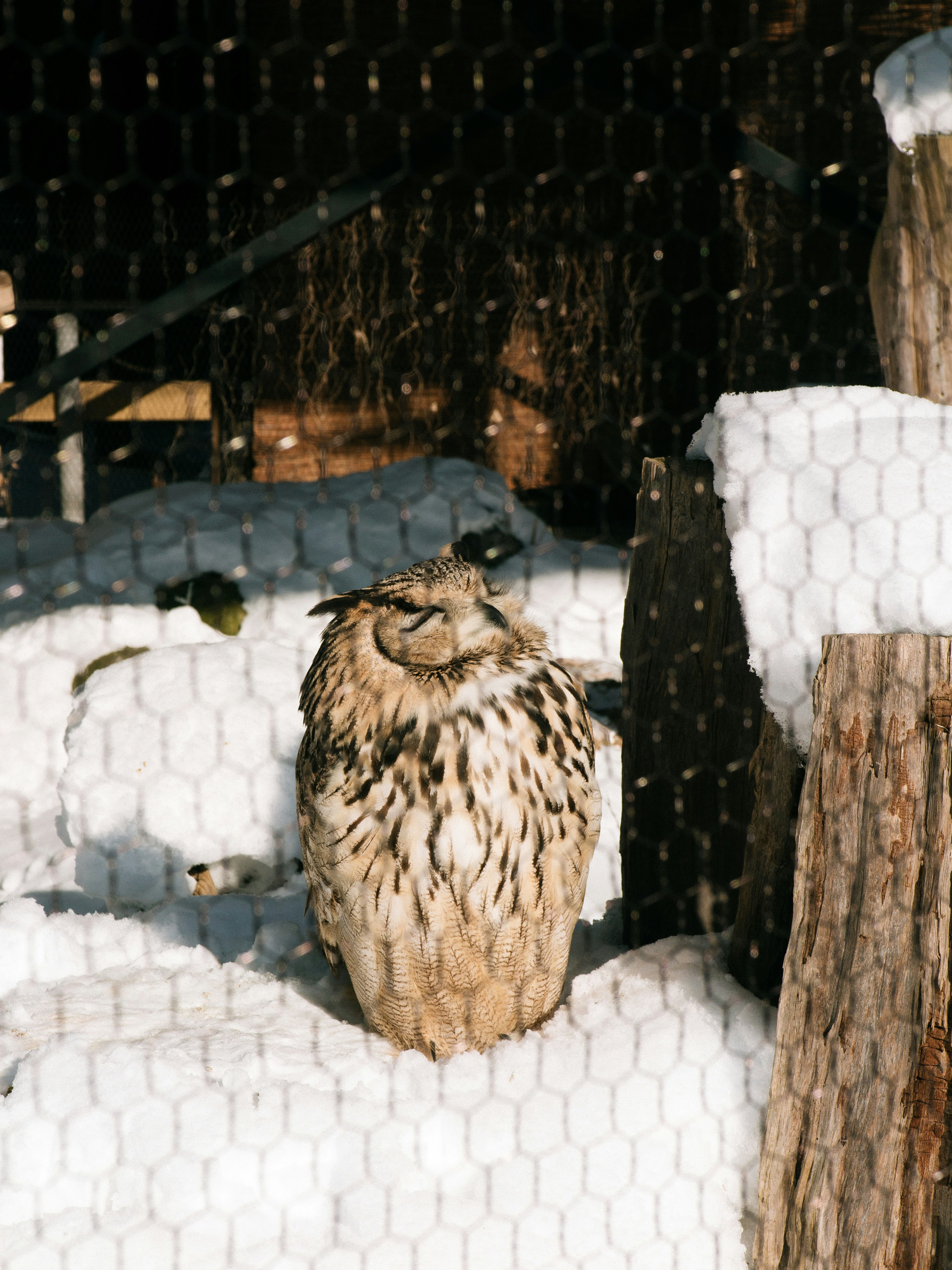 Owl perched on snow-covered ground, surrounded by wooden posts and dappled sunlight.