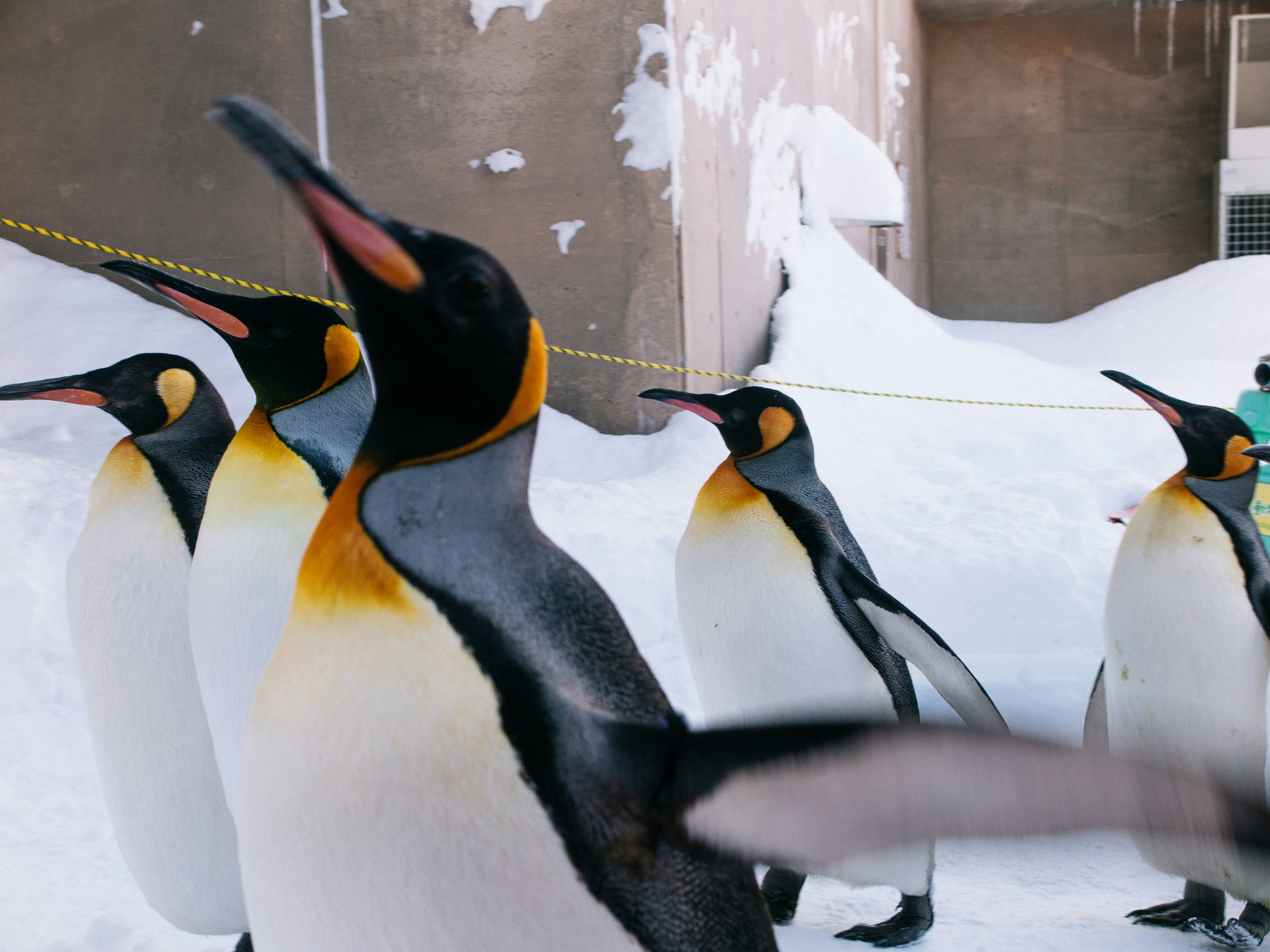 Group of penguins huddled on a snowy enclosure, with a yellow rope barrier in front.