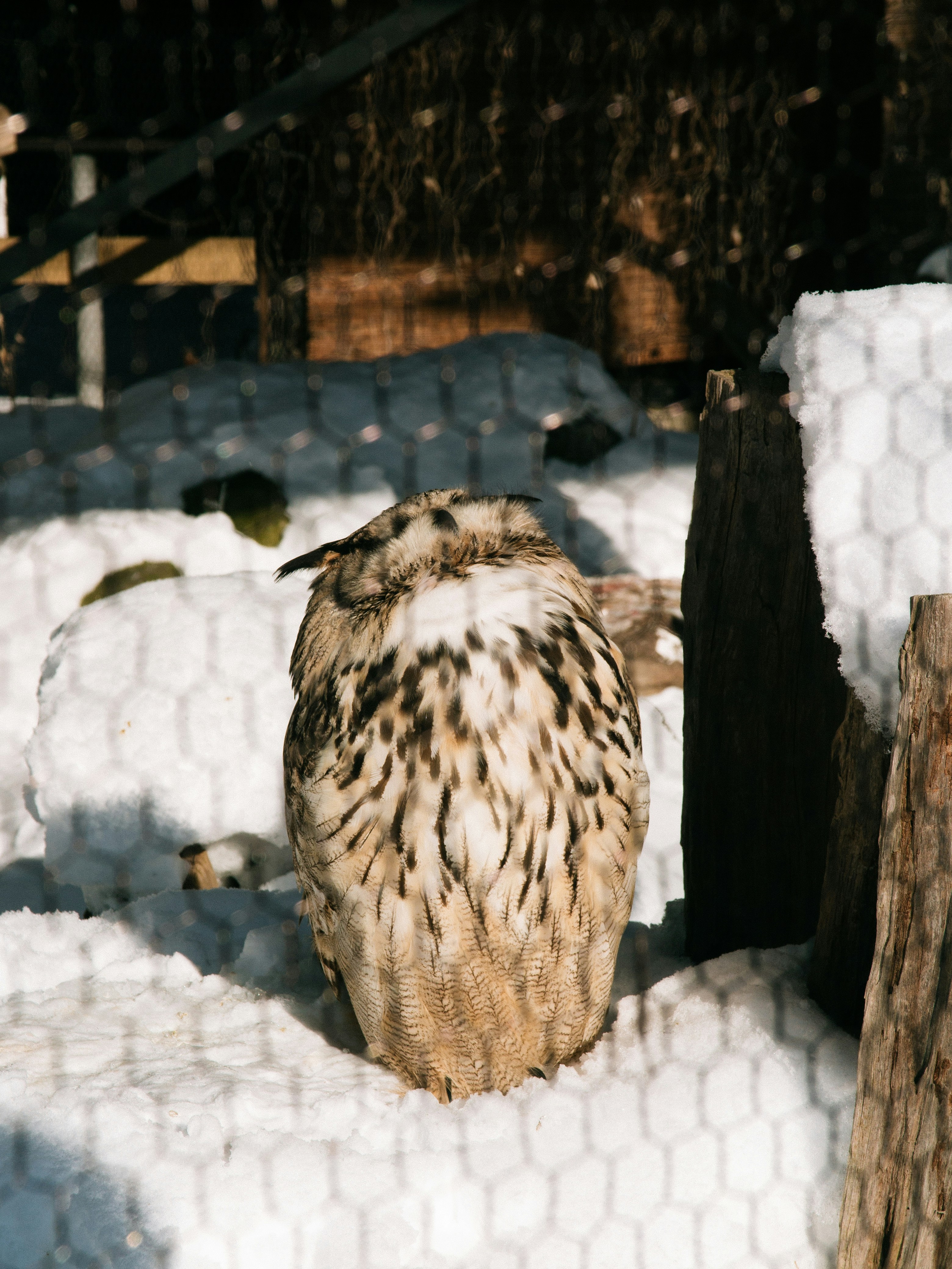 Snowy owl perched in a snow-filled enclosure, facing forward with a calm gaze. Hexagonal chicken-wire fencing runs across the scene, framing the bird.