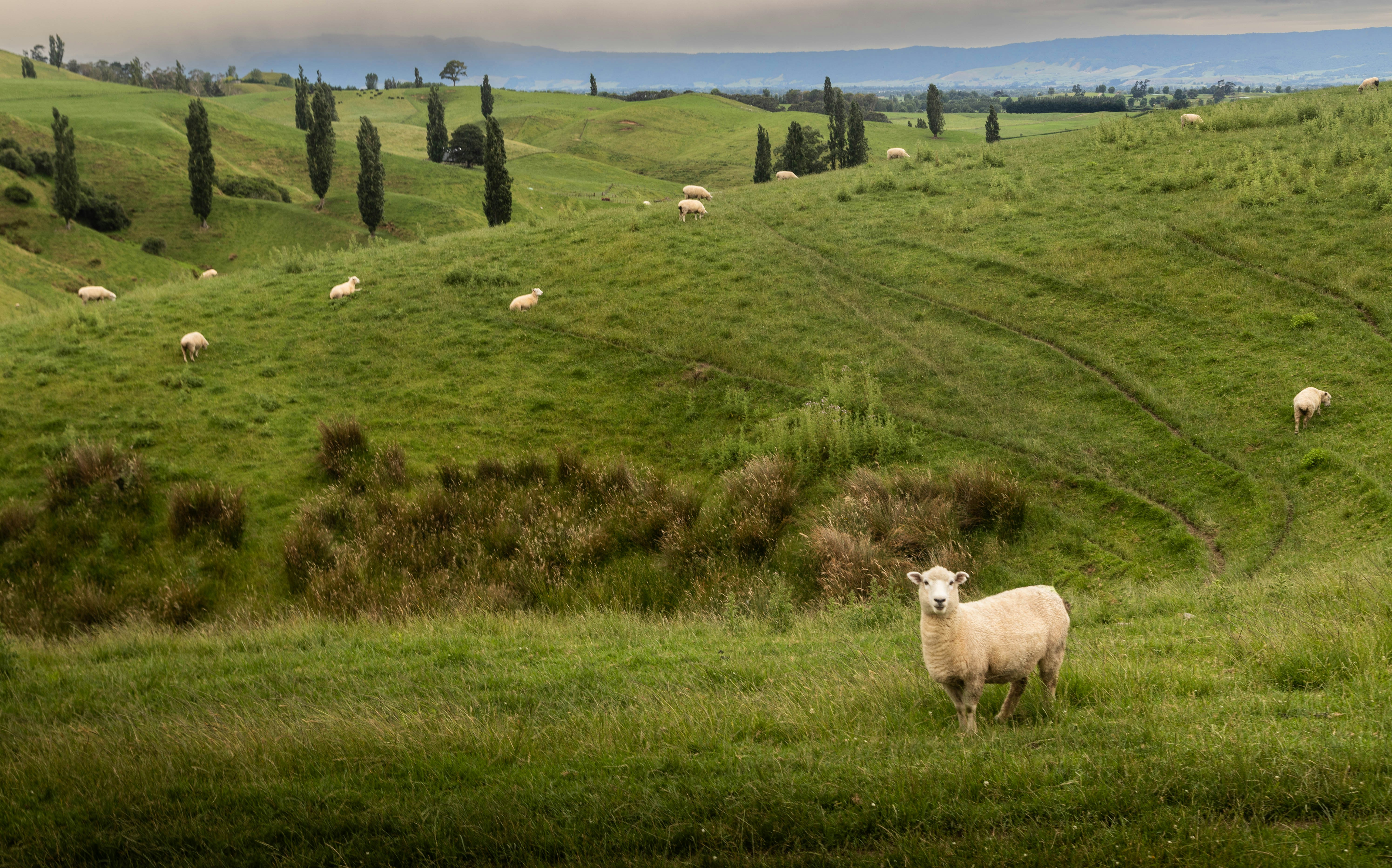 Pasture Sentinel: A lone sheep in rolling Tuscan-like Hills