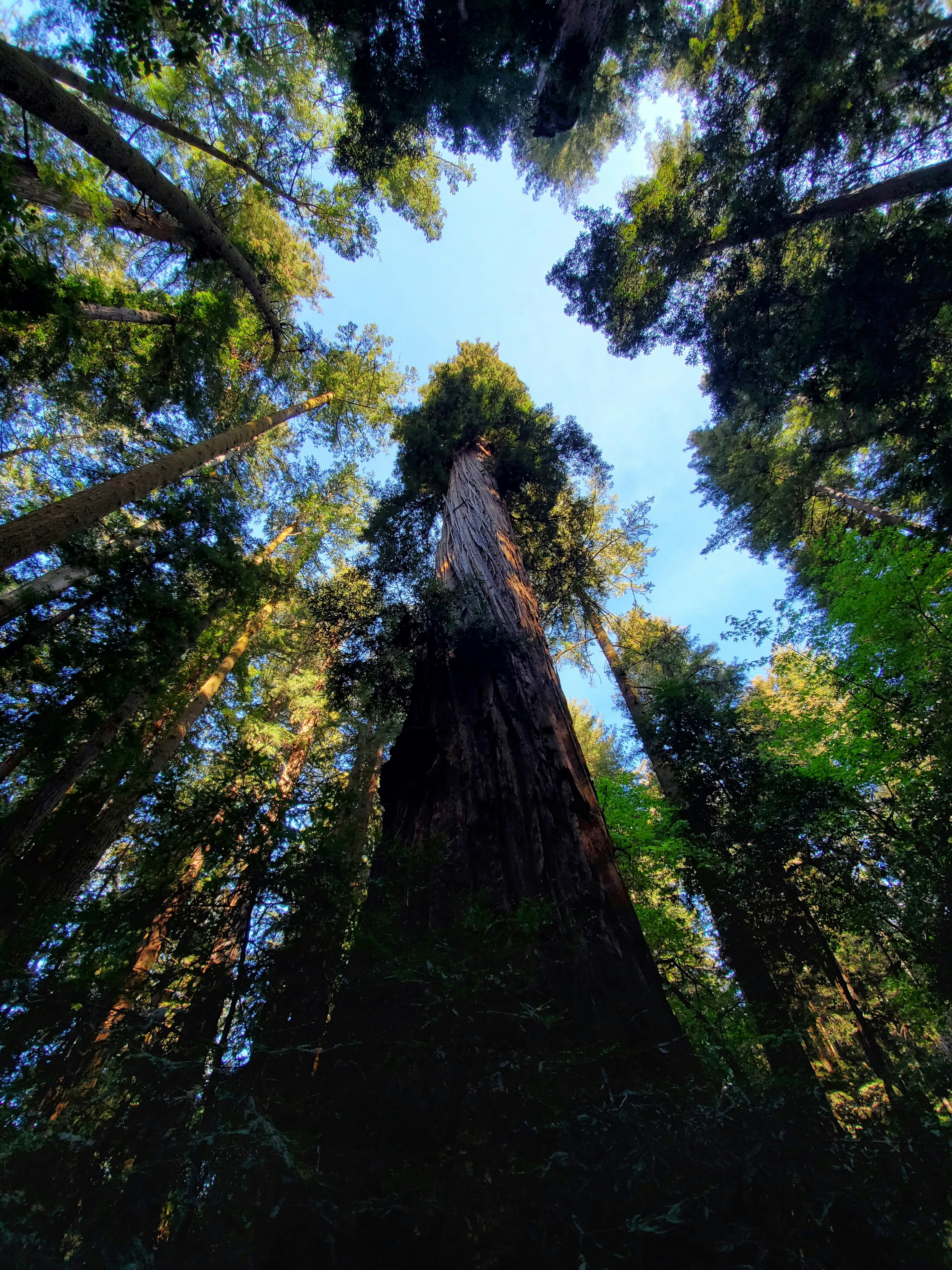 Redwood forest in Portola State Park | looking up at a tall tree in a forest