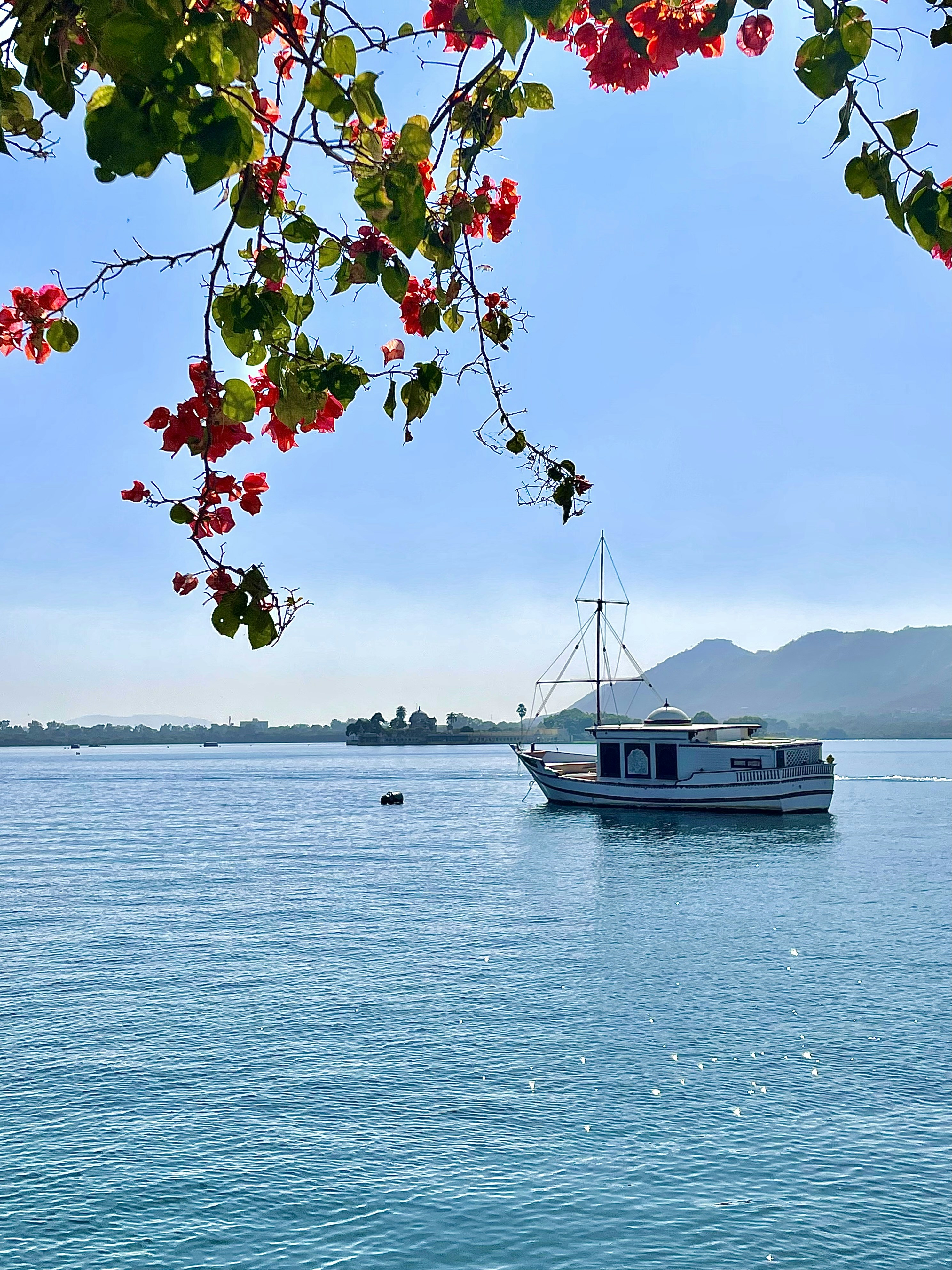 Sailboat on a Quiet Blue Sea Under Spring Foliage