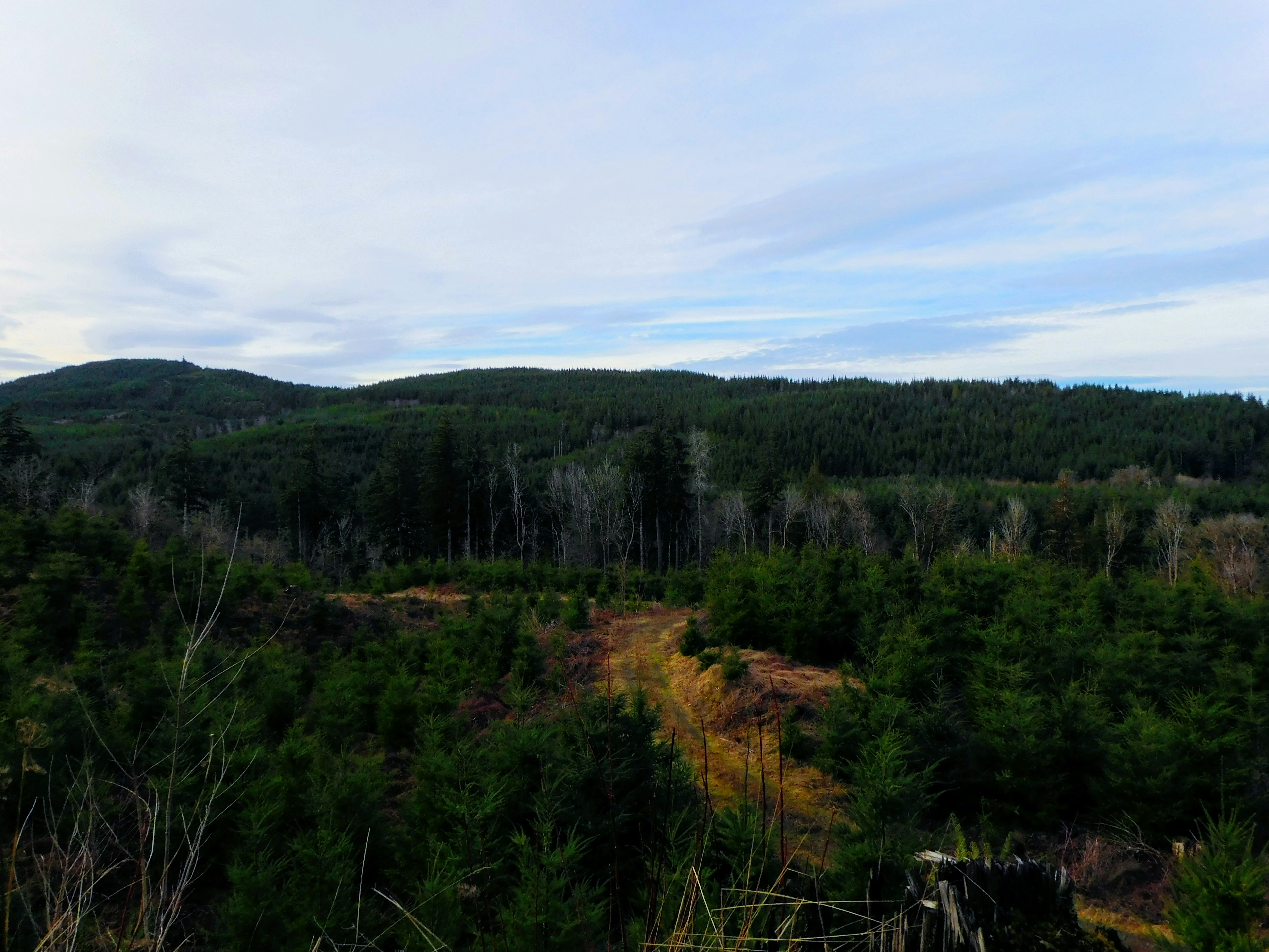 A forest filled with lots of green trees photo – Free Kamilche Image on ...