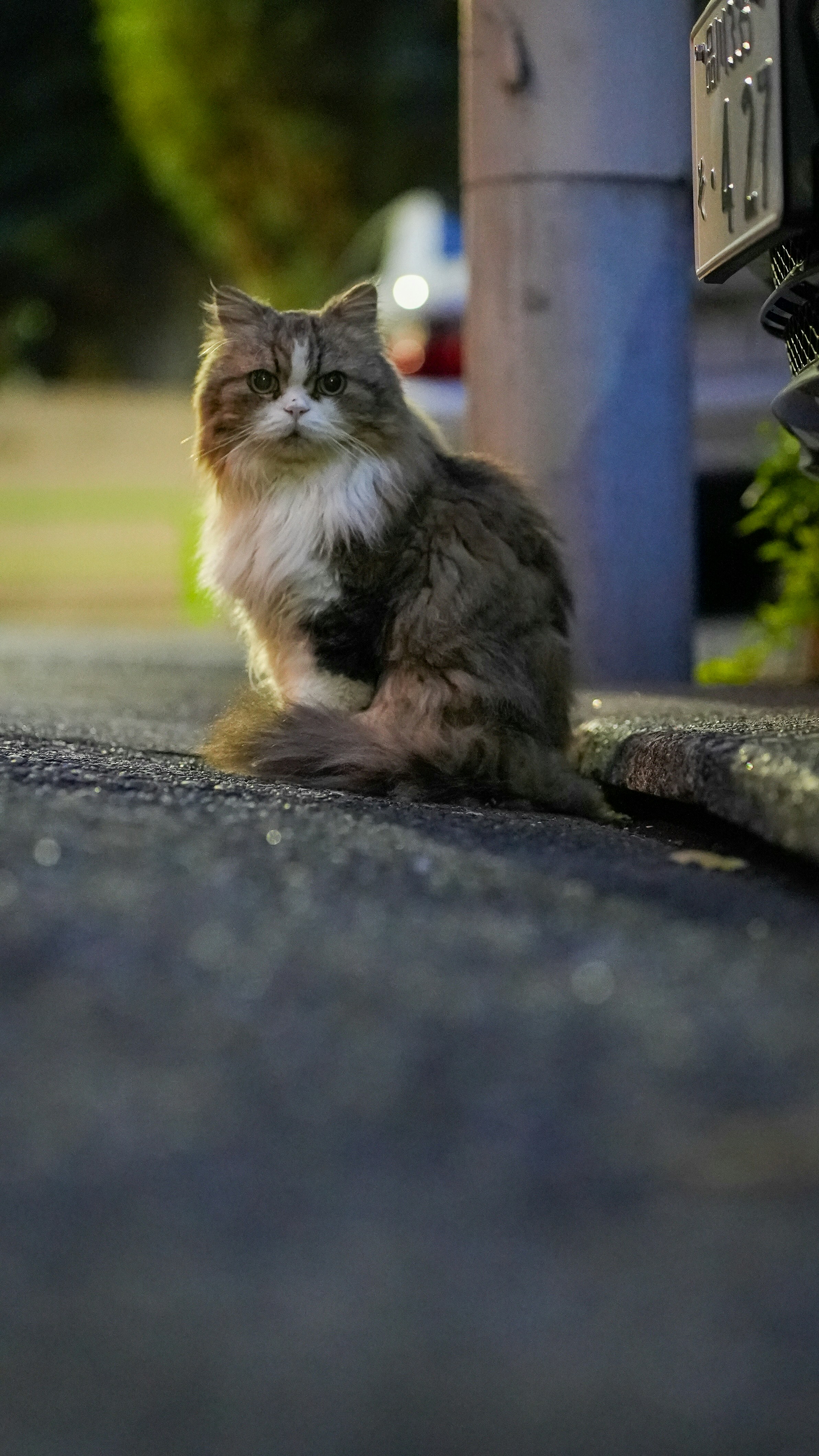 Midnight Calico on the Curb: A Quiet Gaze Beneath Neon Streetlight