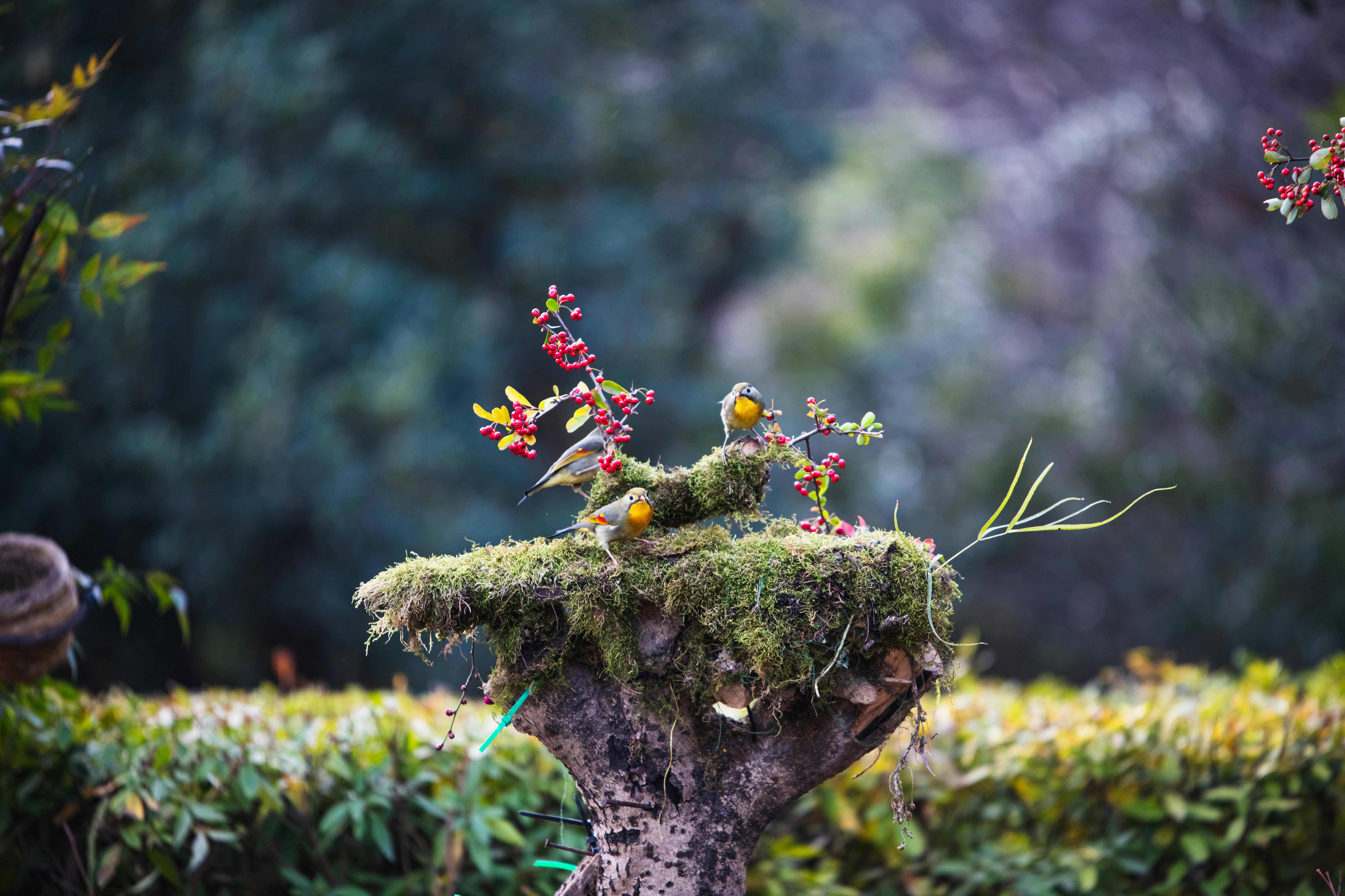 Moss-Covered Knoll with Blooming Dormant Apple Graft