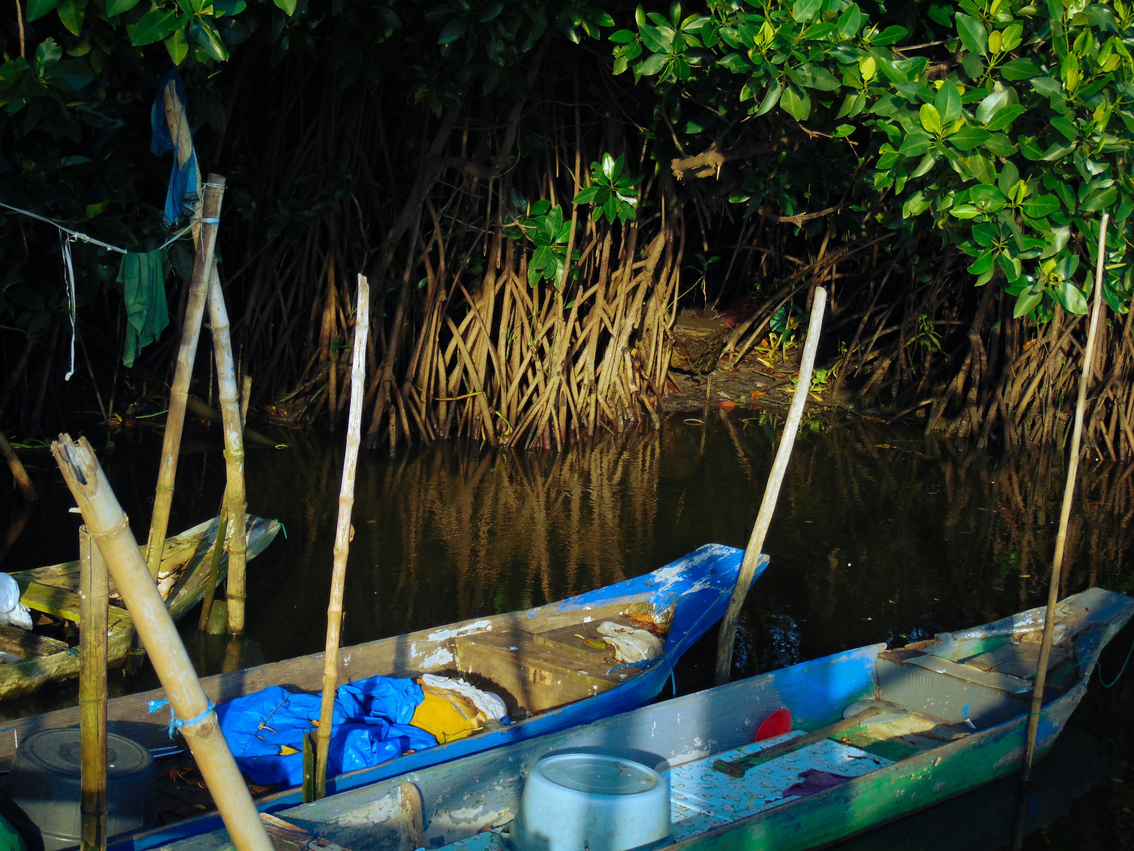 Blue Dinghy at the Edge of a Quiet Mangrove Inlet