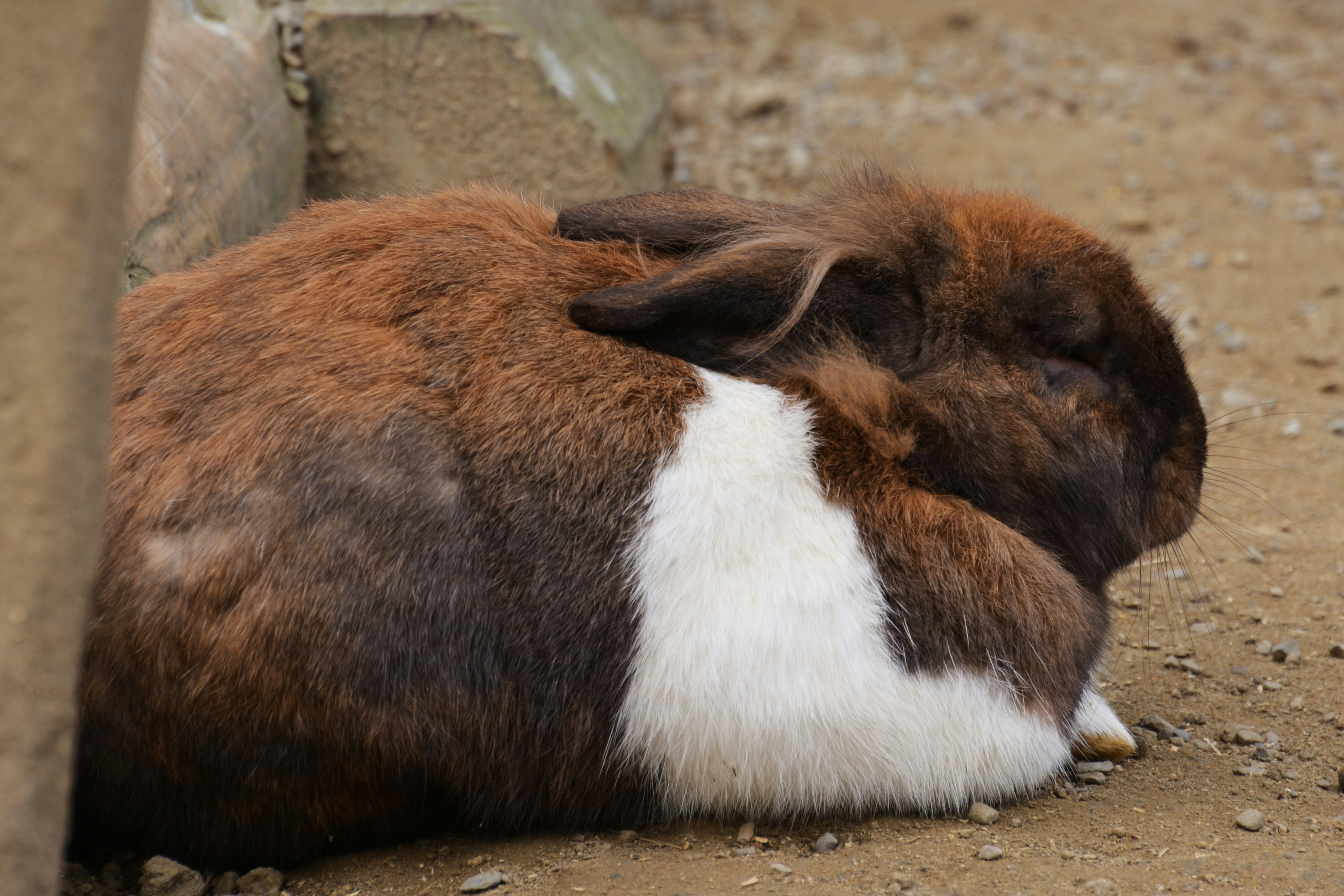 Burrowed Tranquility: A Brown-and-White Rabbit Napping by a Wooden Edge