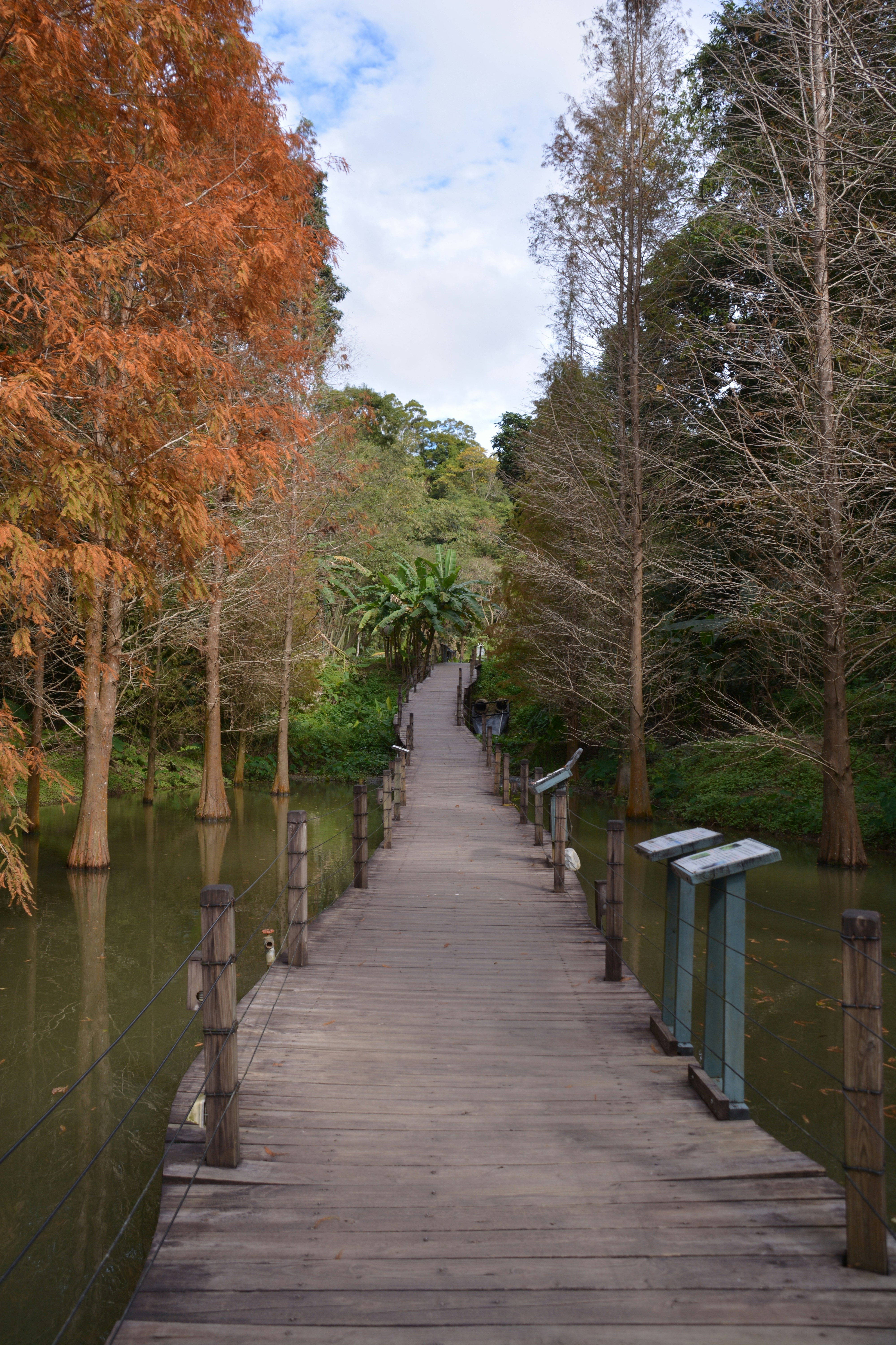 Solitary Boardwalk Through Autumn-tinged Waters