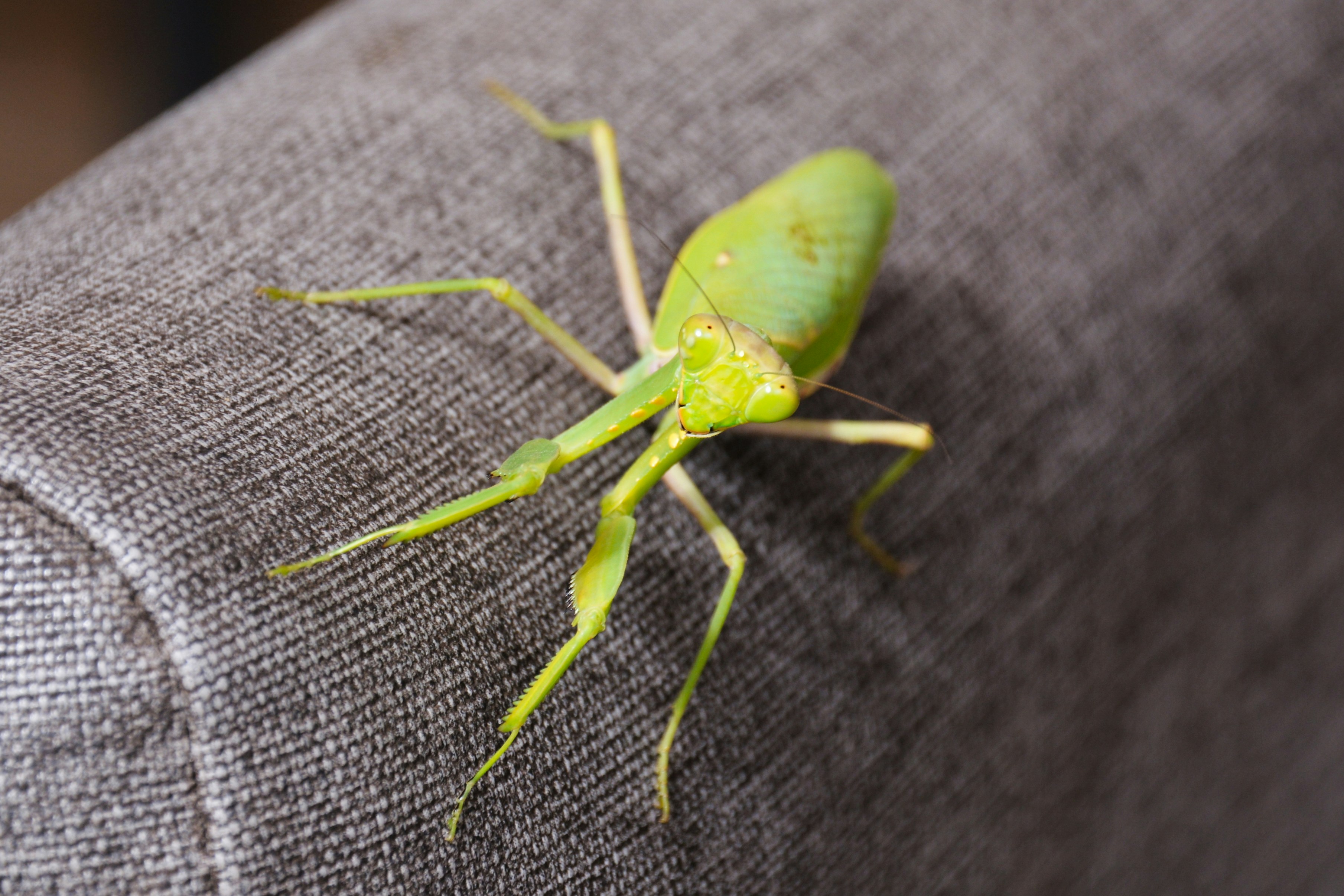 Emerald Prickly Keeper: A Green Mantid on Cozy Fabric