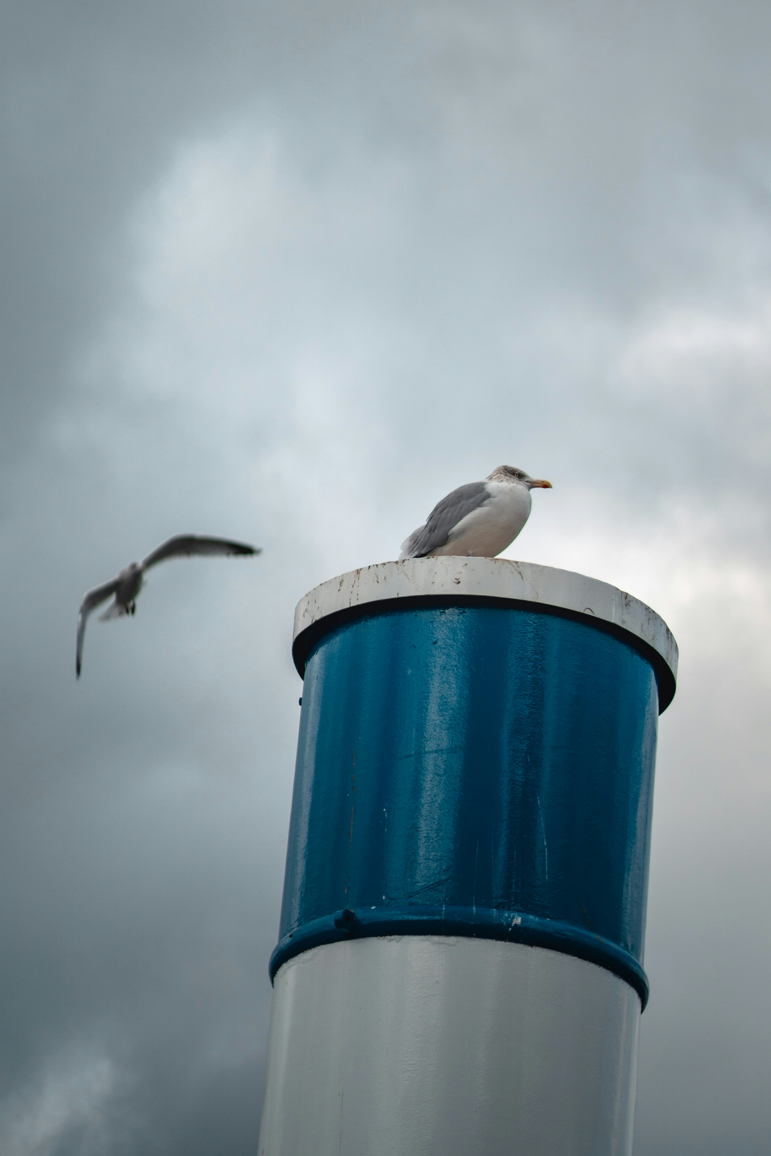 Seagull Sentinel on a cobalt chimney under a brooding sky