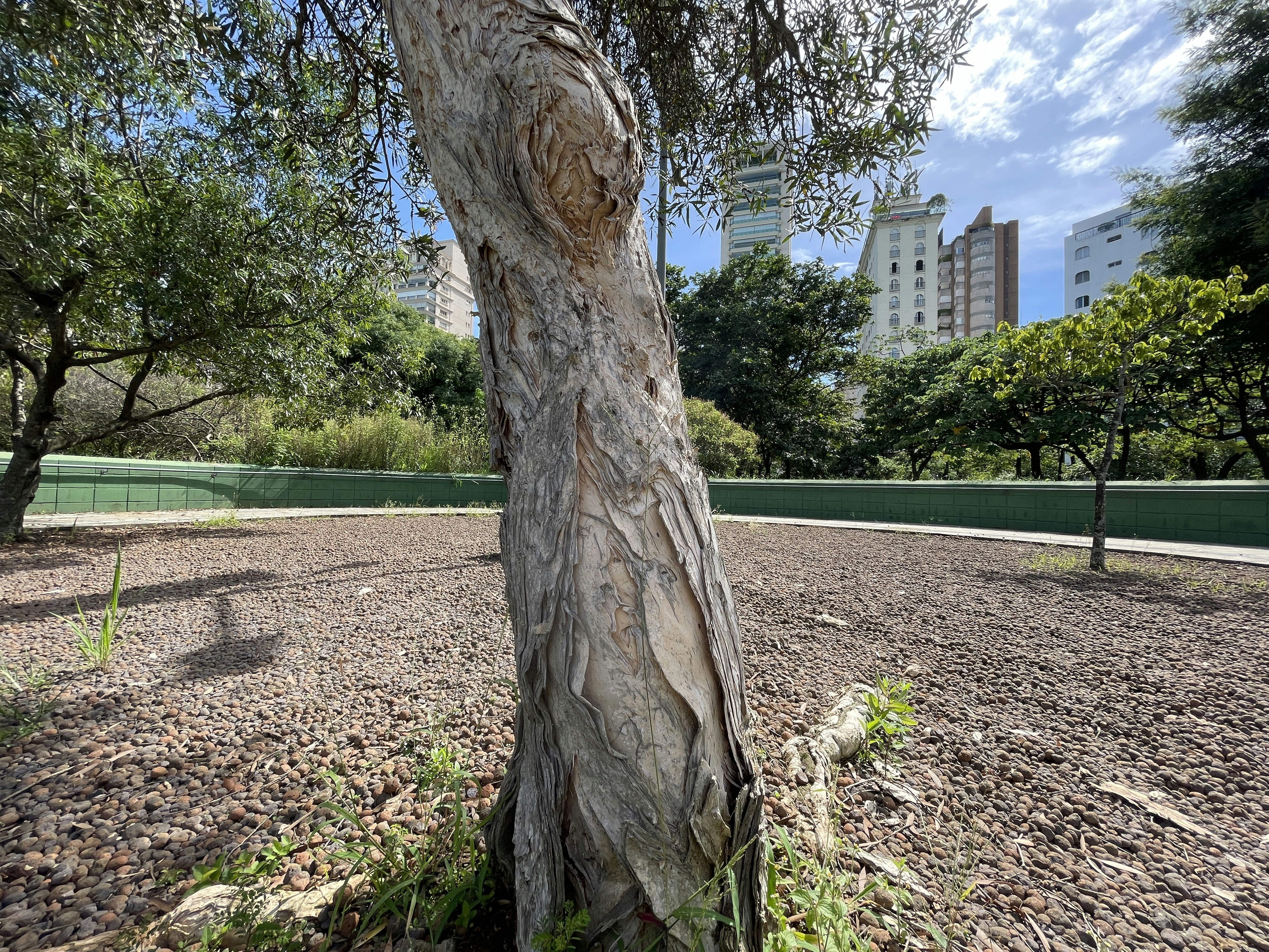 Urban Nature's Embrace