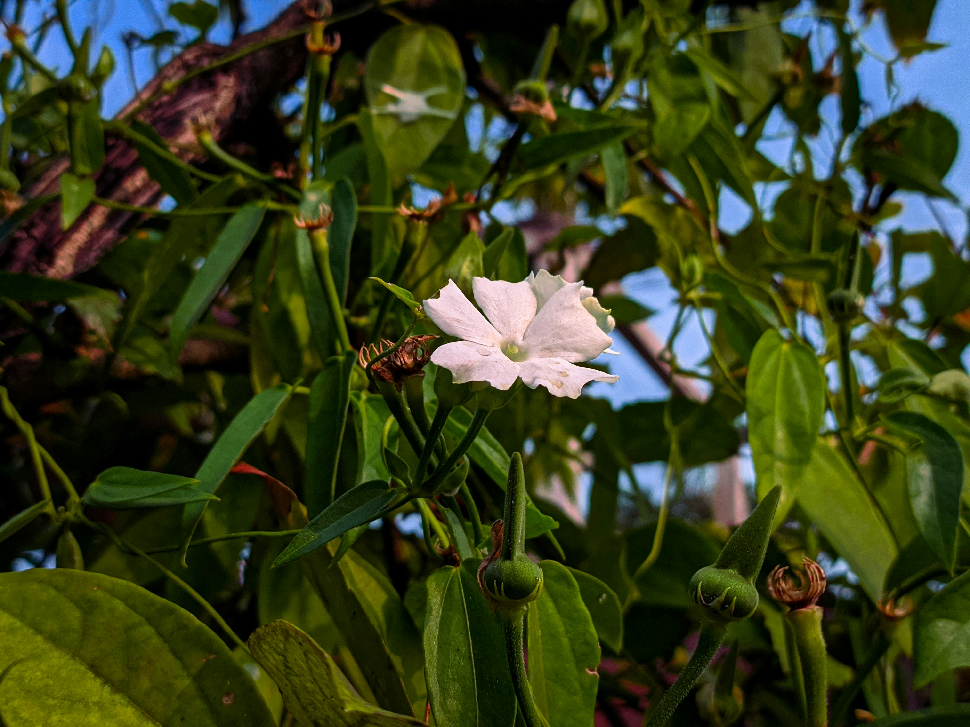 Petaled Beacon in a Verdant Tangle