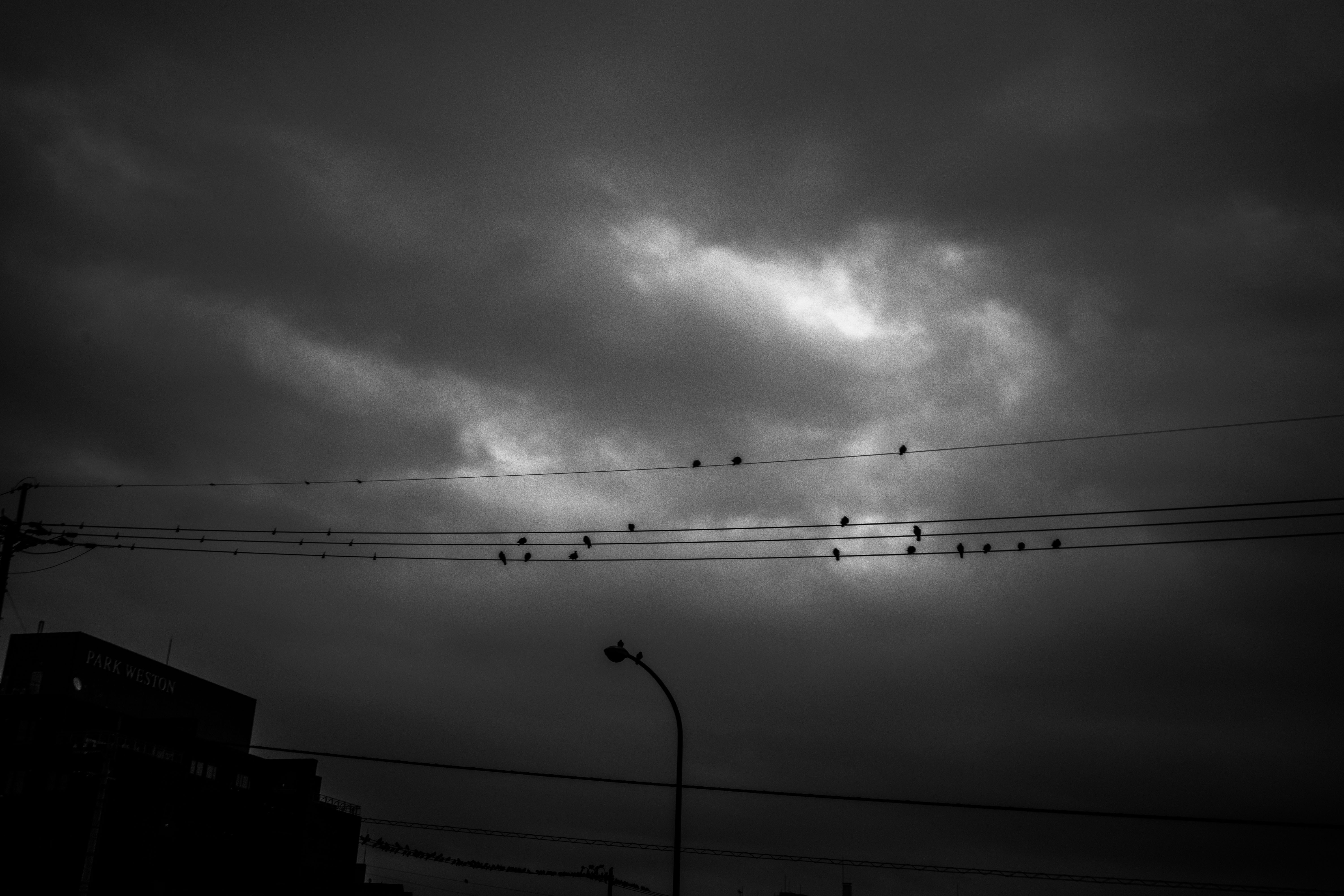 a black and white photo of birds on a wire