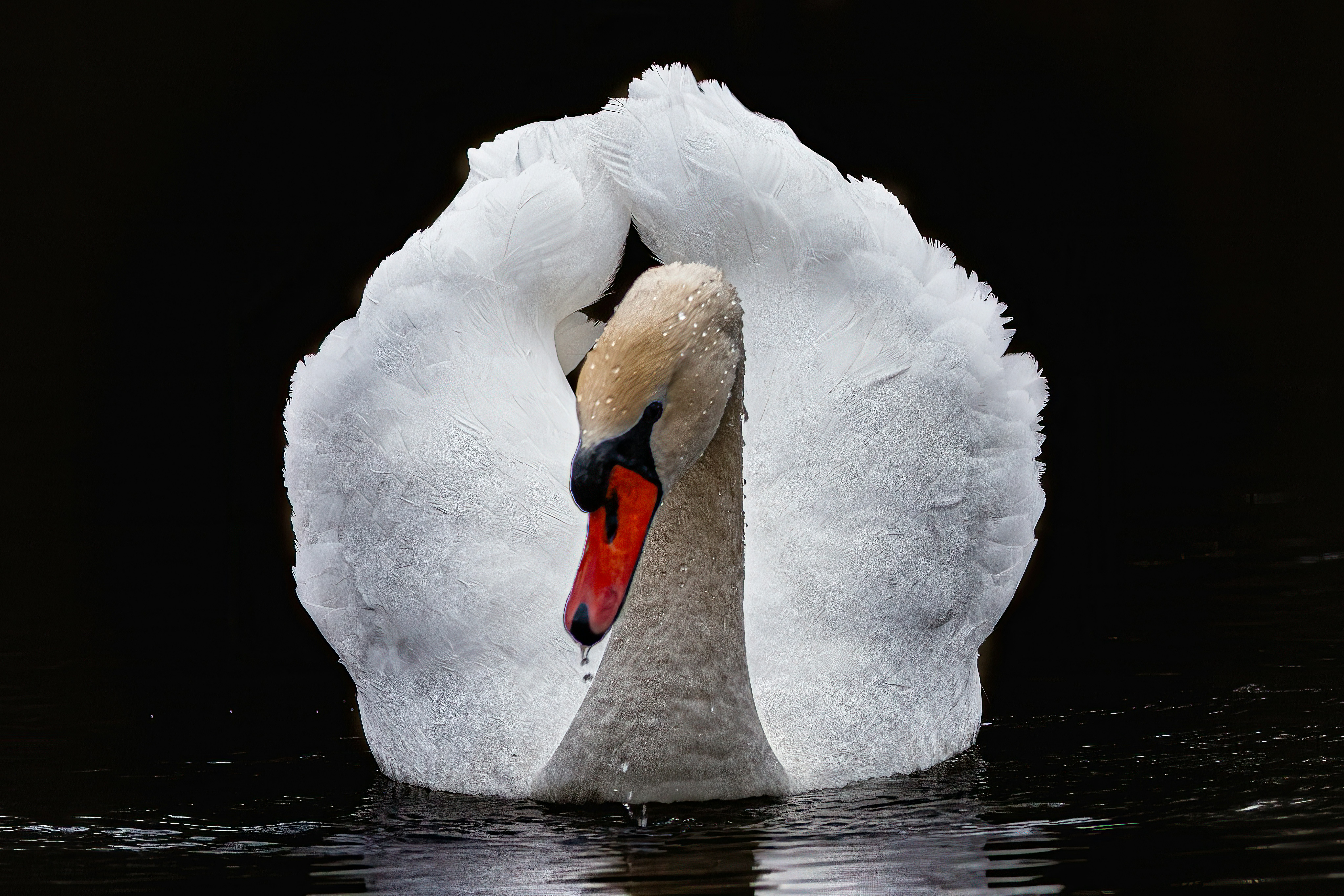 Nocturne of the White Swan