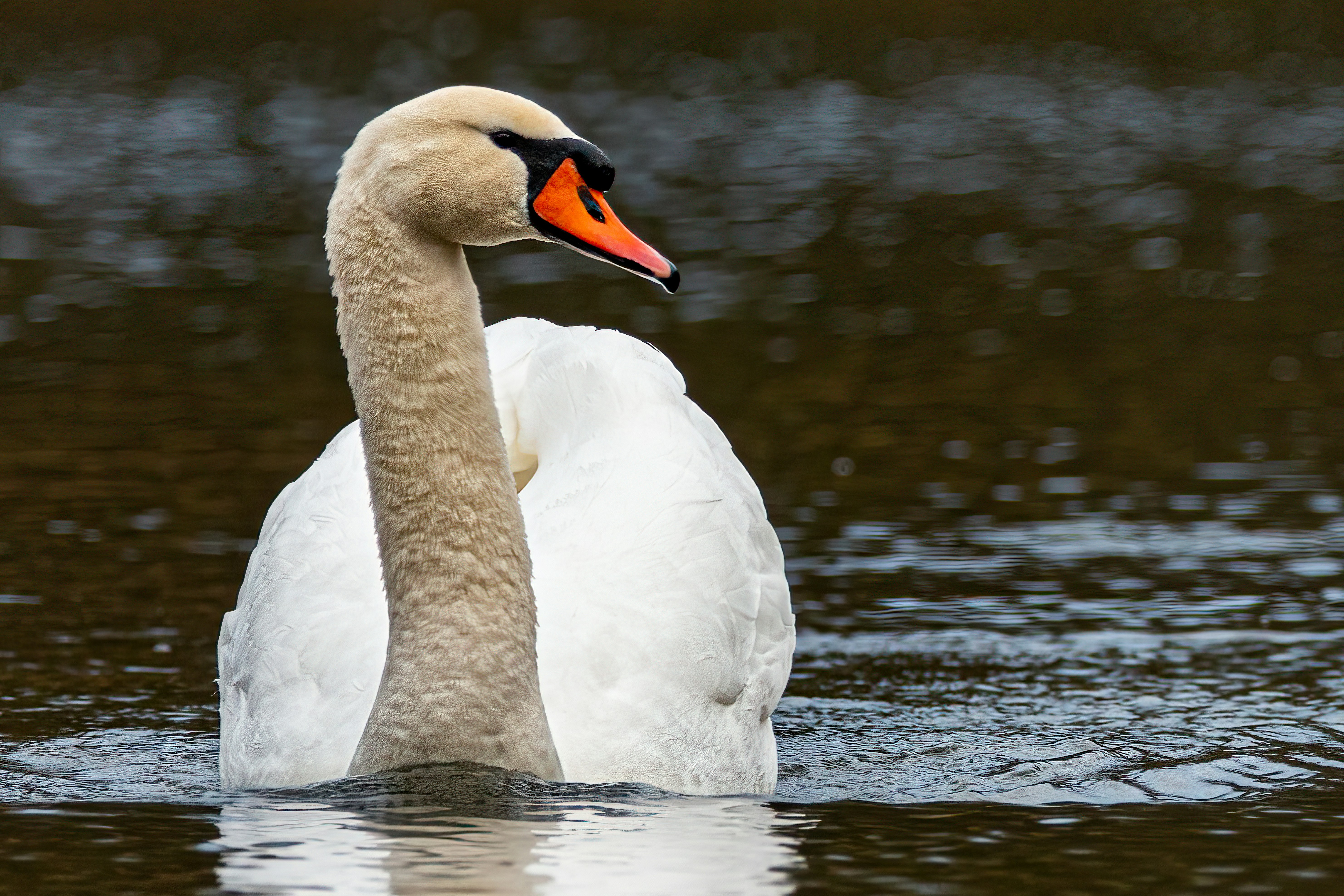 Graceful Curve: An Orange-beaked Swan Against Quiet Ripples