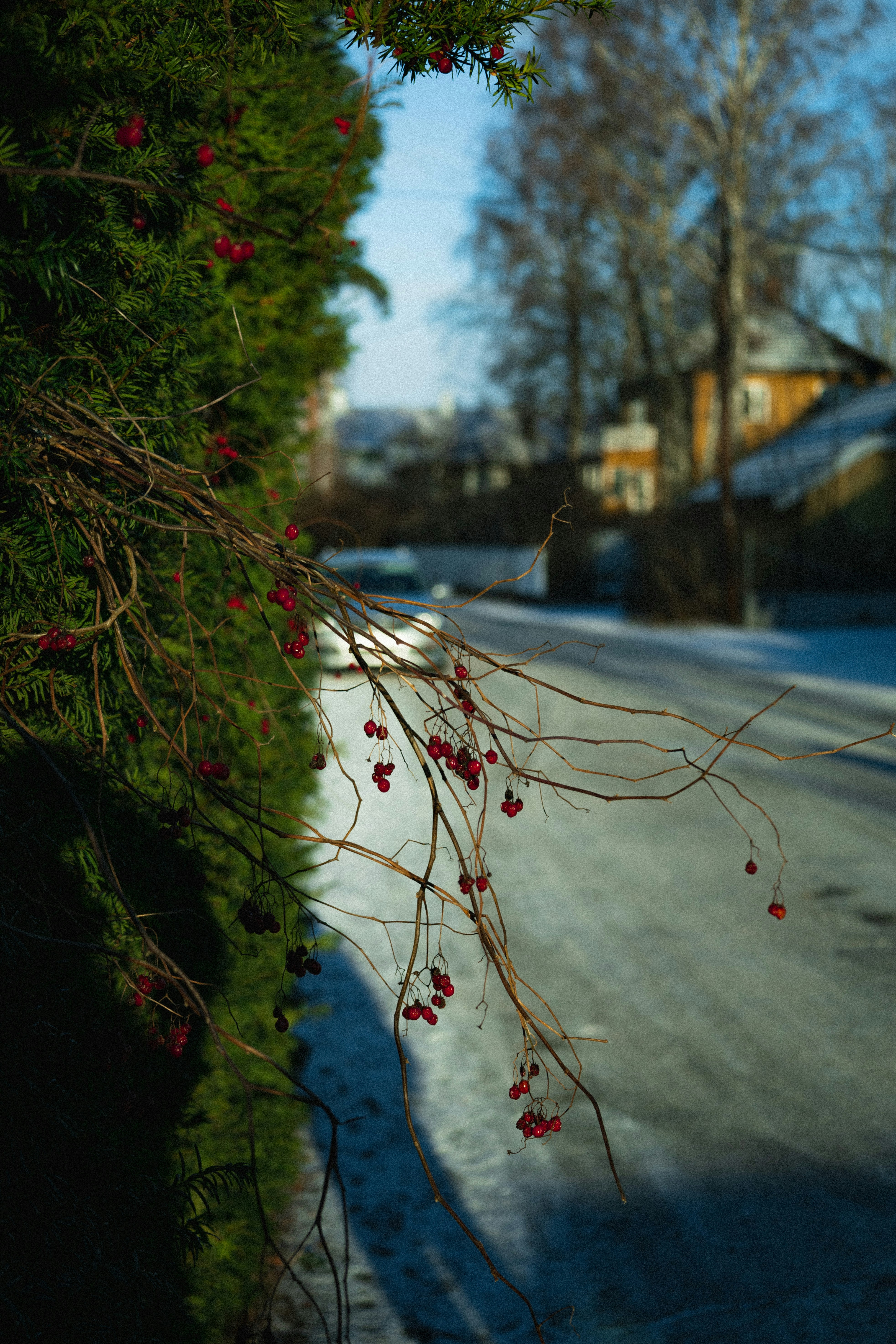 Ivy-Crowded Hill Road in Winter Light
