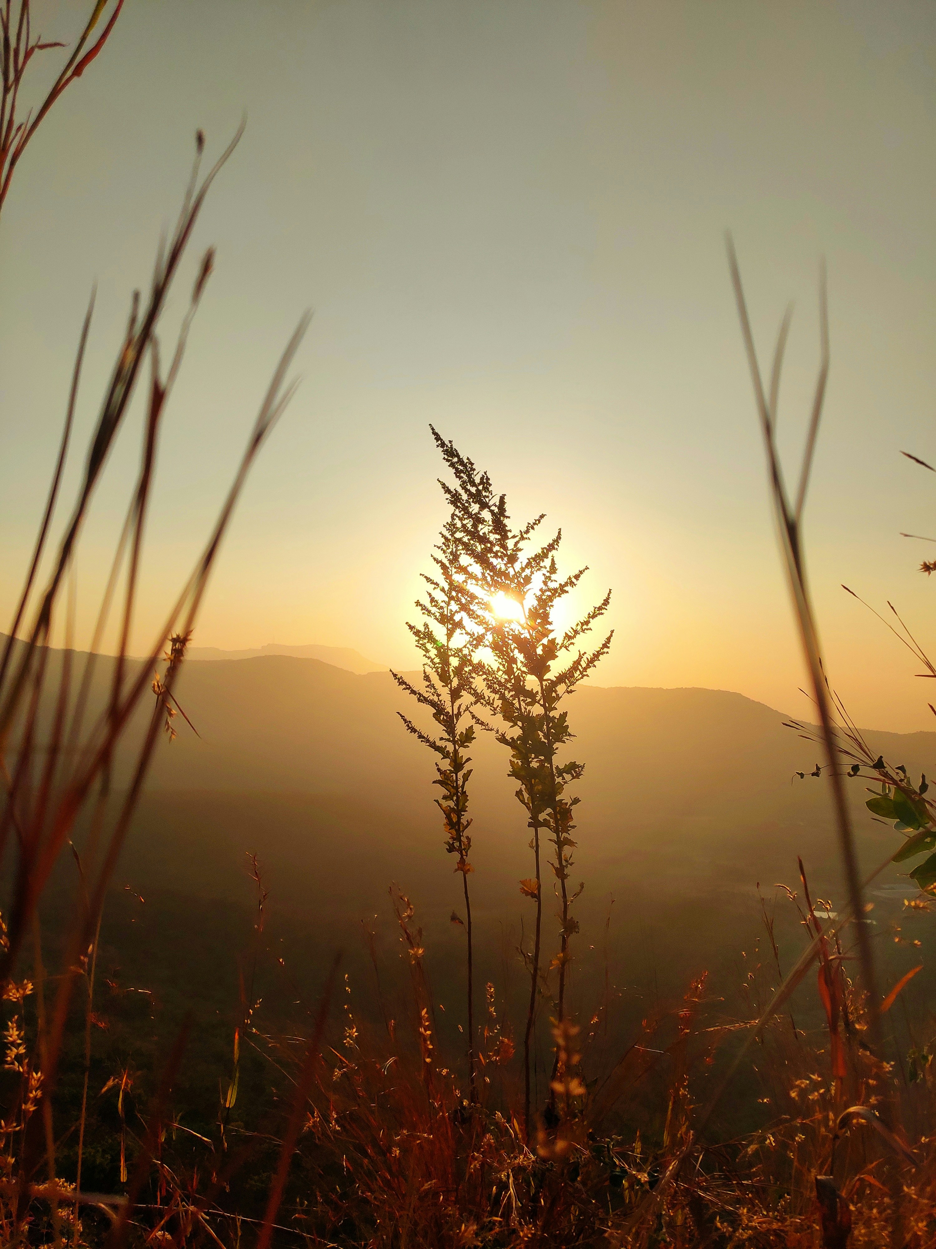 Silhouetted grass against a golden sunset, capturing the tranquil beauty of nature at dusk.