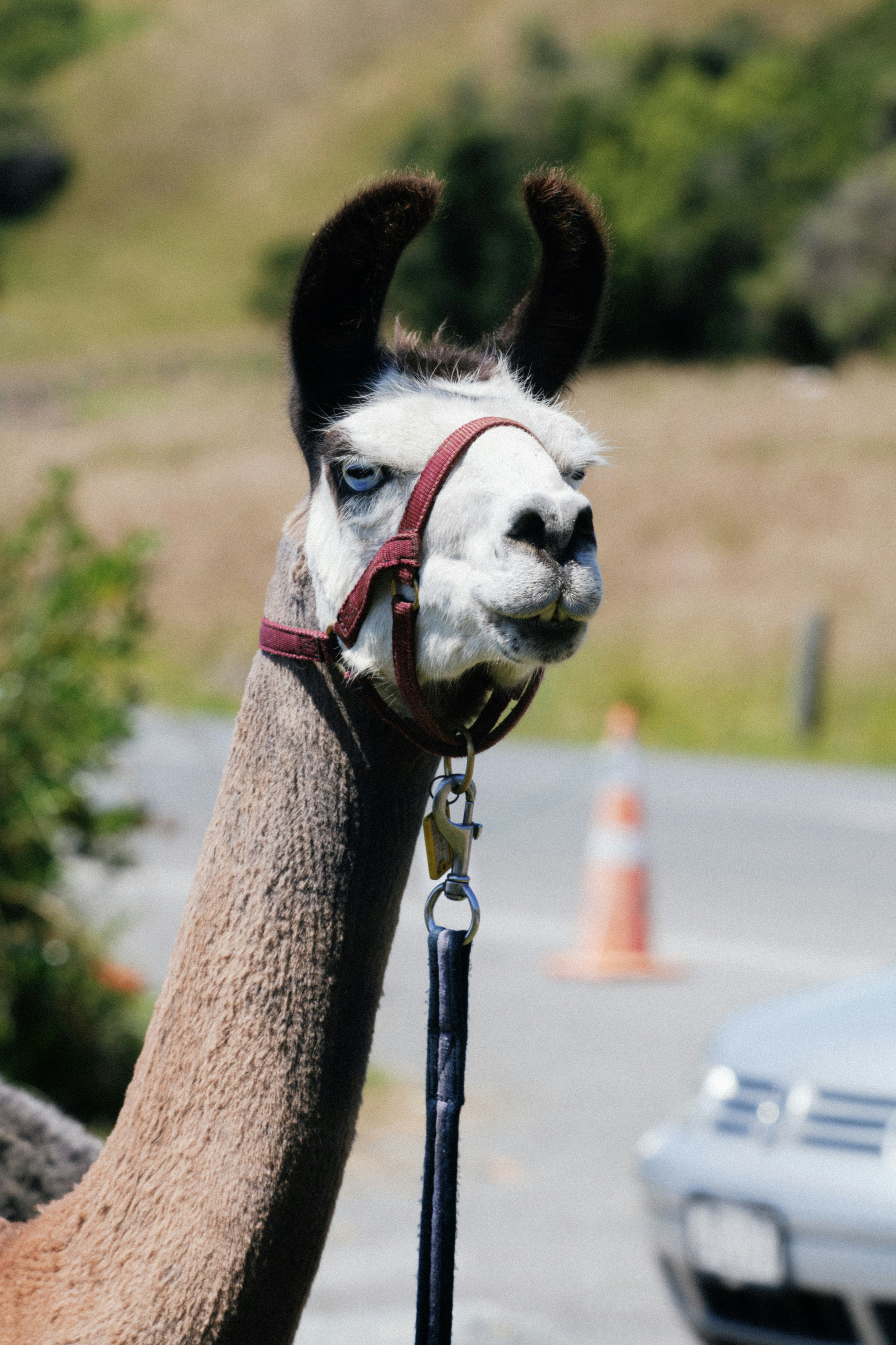 Llama Pause on a Quiet Roadside: Halter, Blue Eye, and an Orange Cone