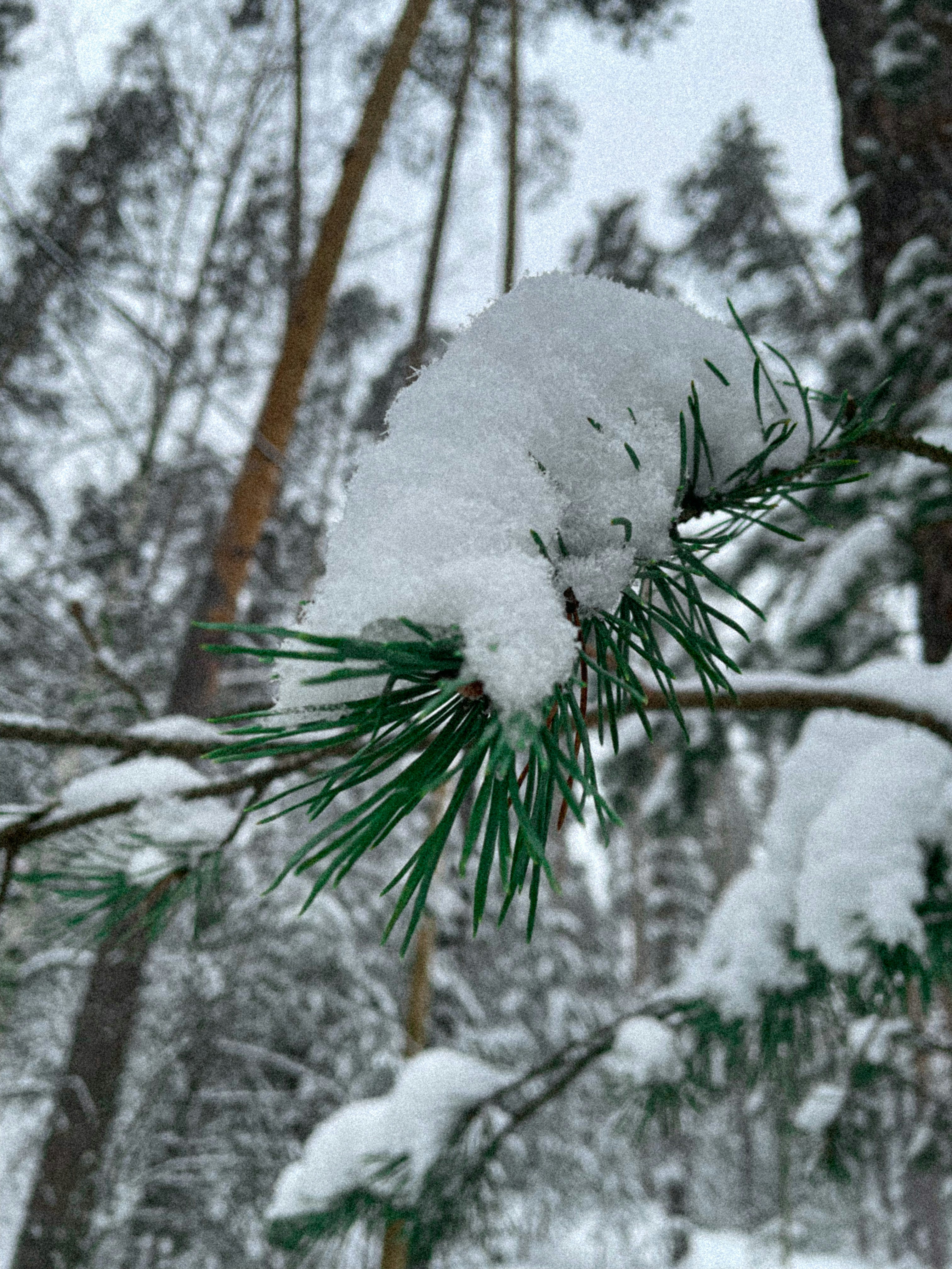 Snow-Lace on a Pine Needle: A Close-Up in a Quiet Winter Forest