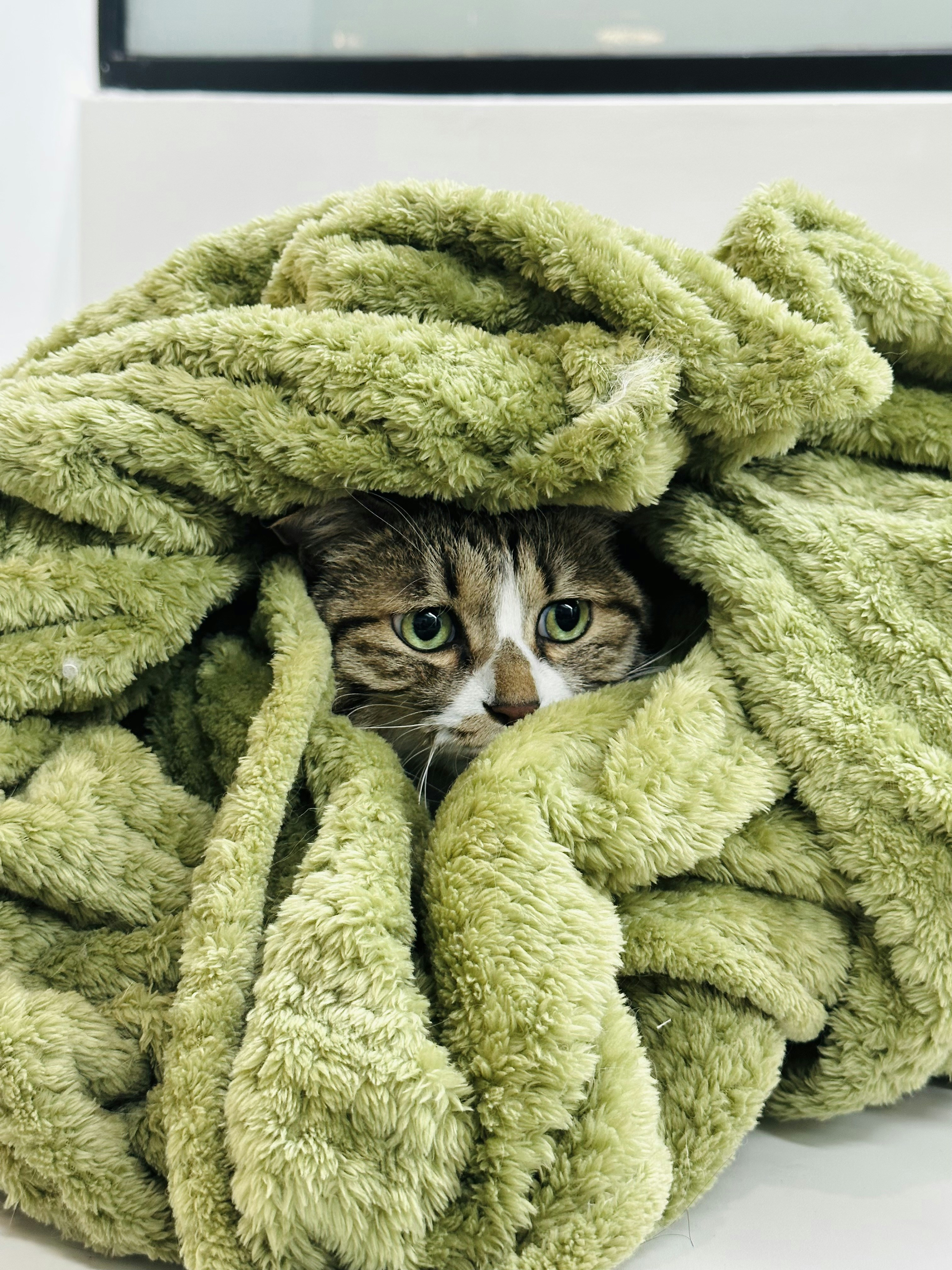 Emerald Blanket Peek: A Cat Emerges from a Cushy Green Cocoon