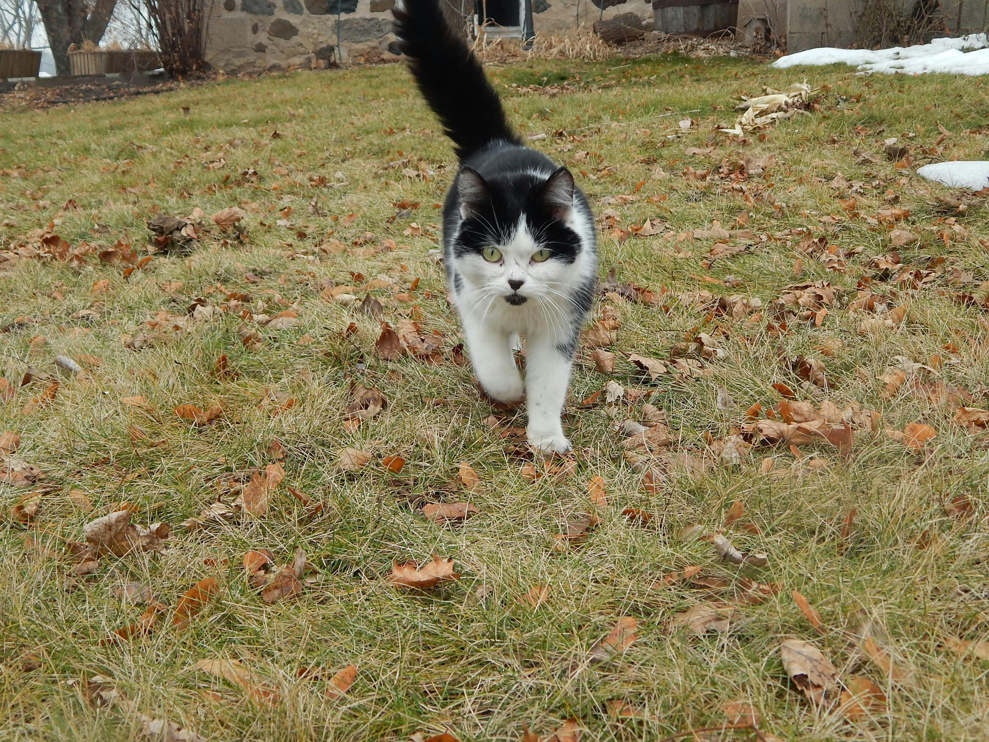 Luminous Guide: A bold black-and-white feline strides across a leaf-strewn lawn