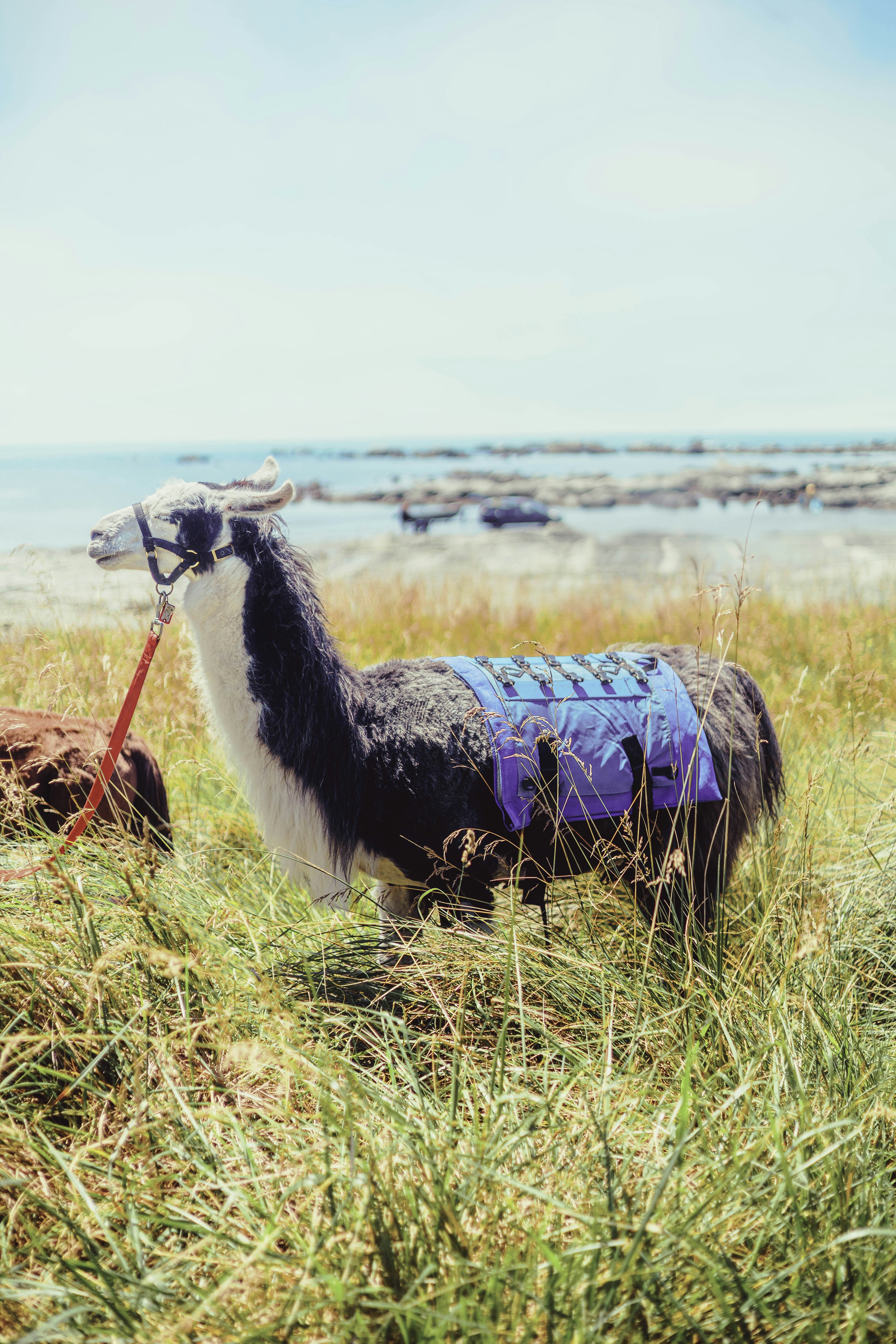 Blue-blanketed llama on a windswept coast meadow