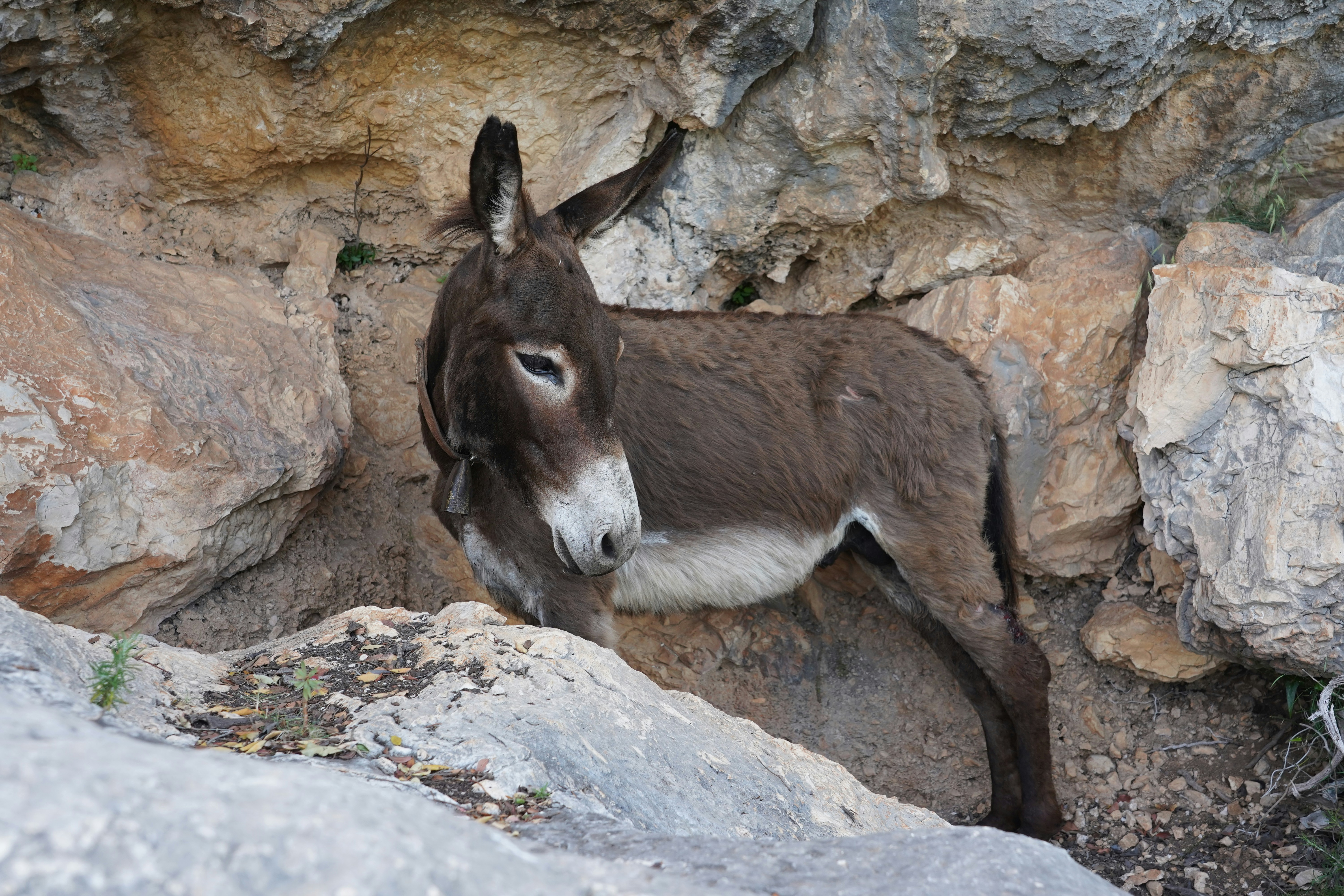 A donkey standing on top of a rocky hillside photo – Free Animal Image ...