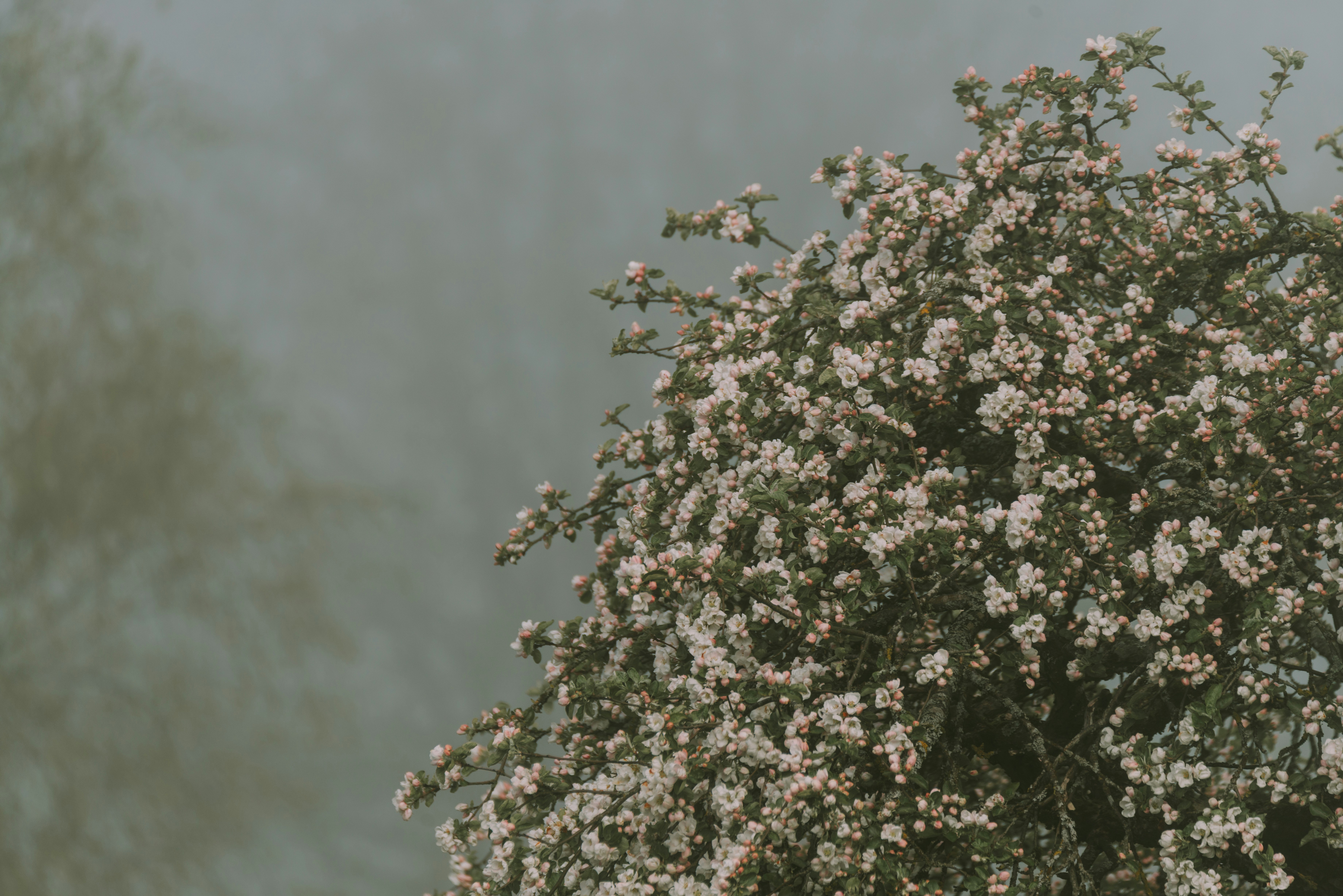 a tree with white flowers in the fog