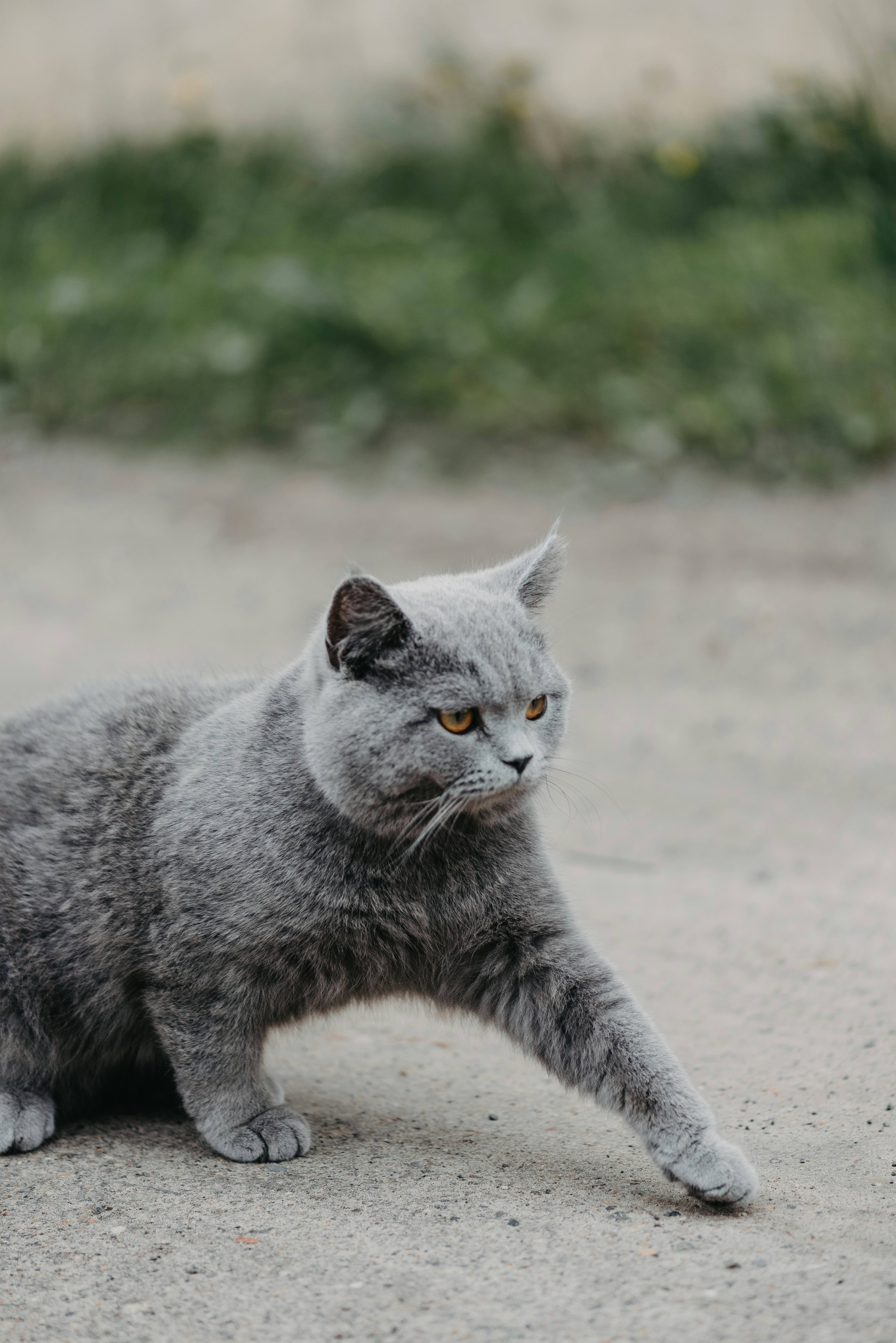 a gray cat sitting on top of a cement ground photo – Free Animal Image ...