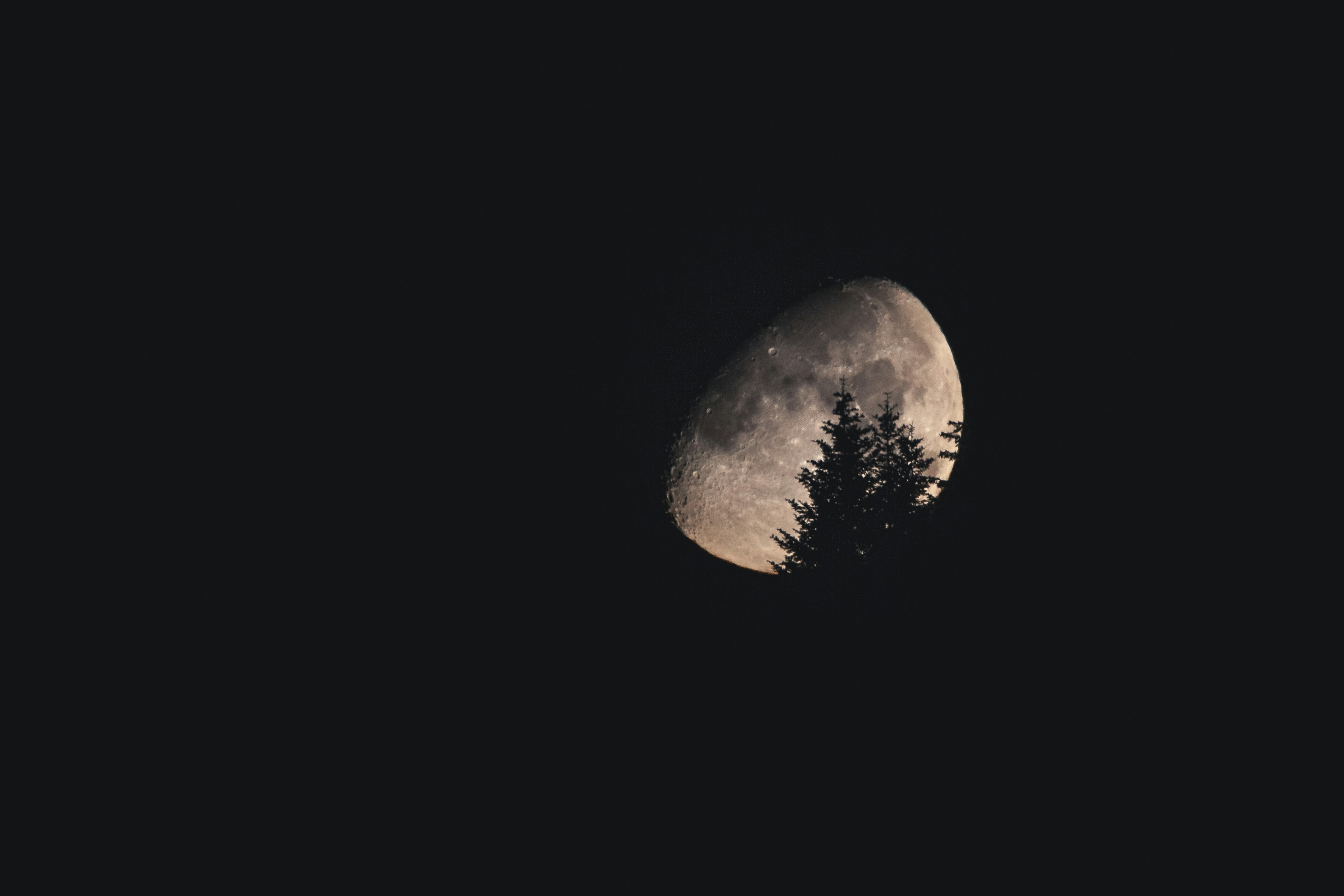 A full moon is seen through the trees photo – Free Poland Image on Unsplash