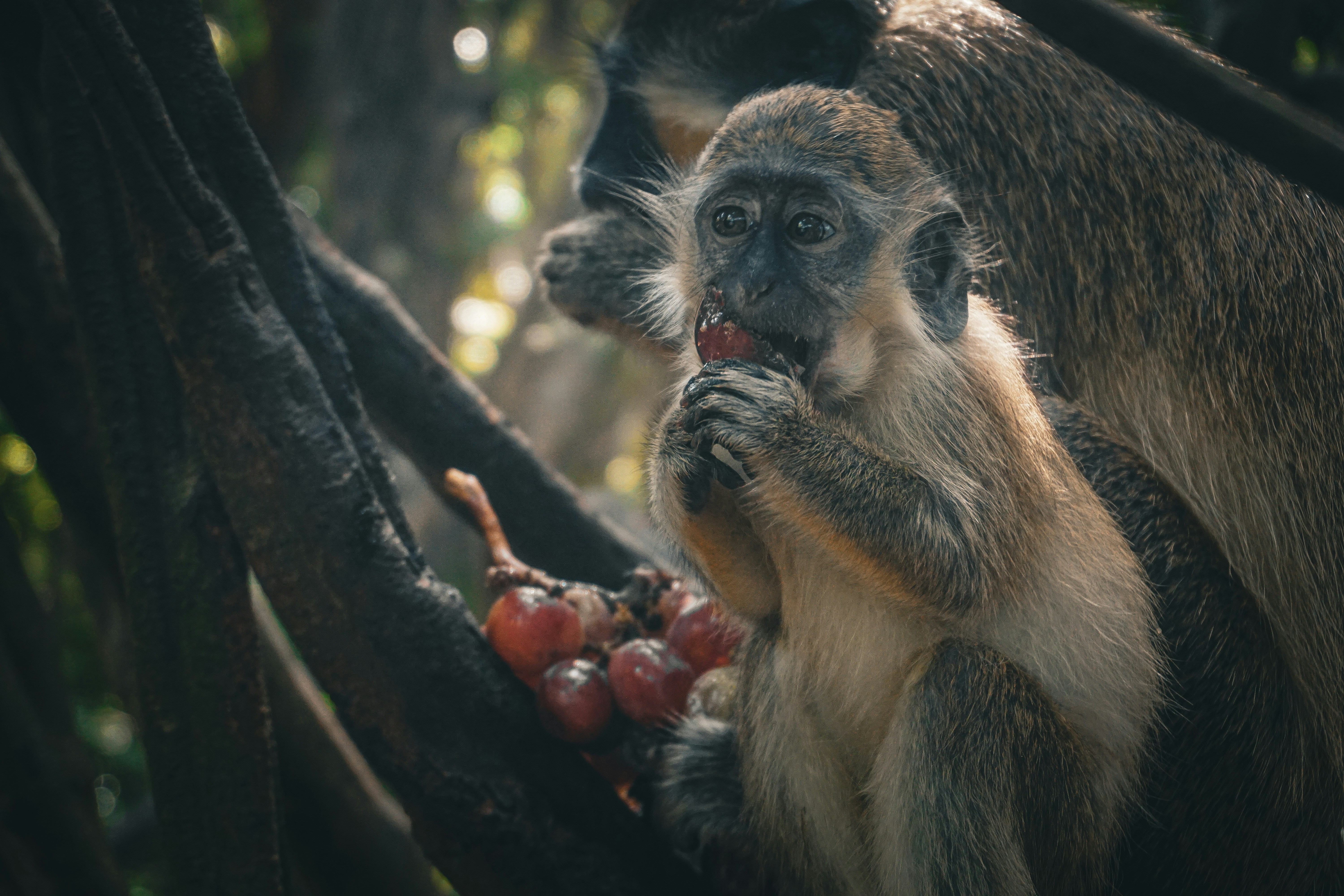Primed to Nibble: Close-Up of a Curious Monkey with Red Berries