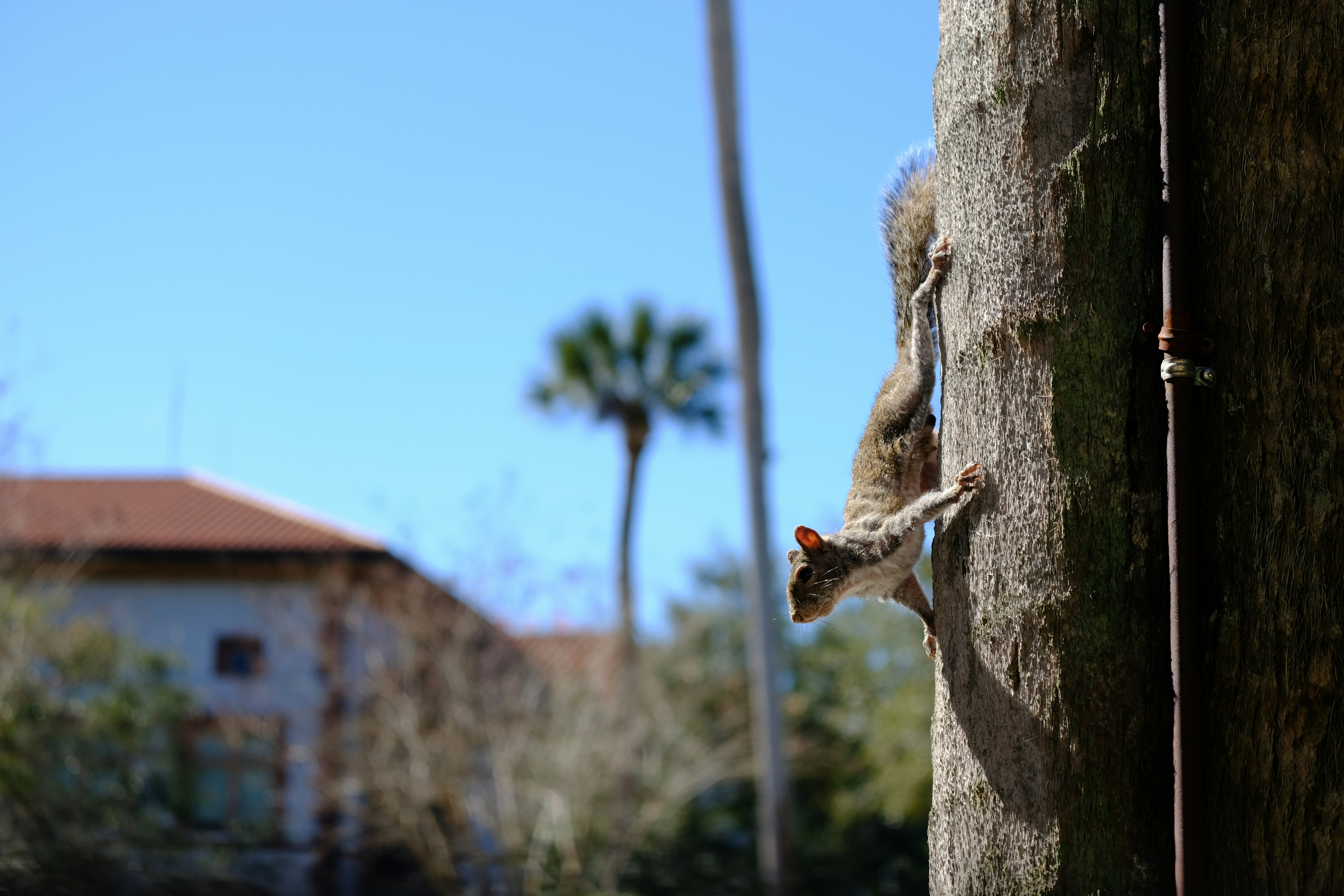 A squirrel climbing up the side of a tree photo – Free Tree Image on ...