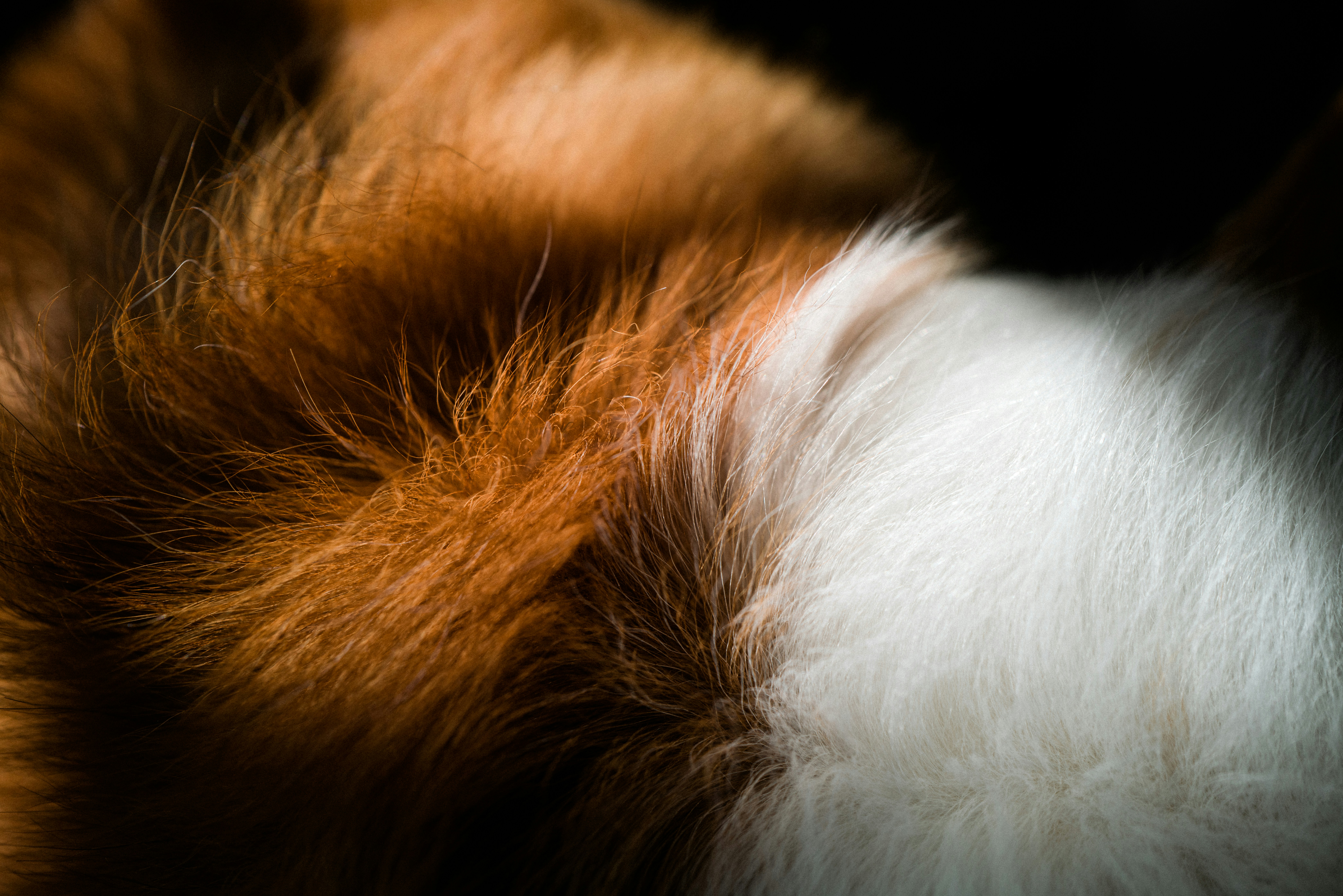 A close up of a furry animal's fur photo – Free Shanghai Image on Unsplash