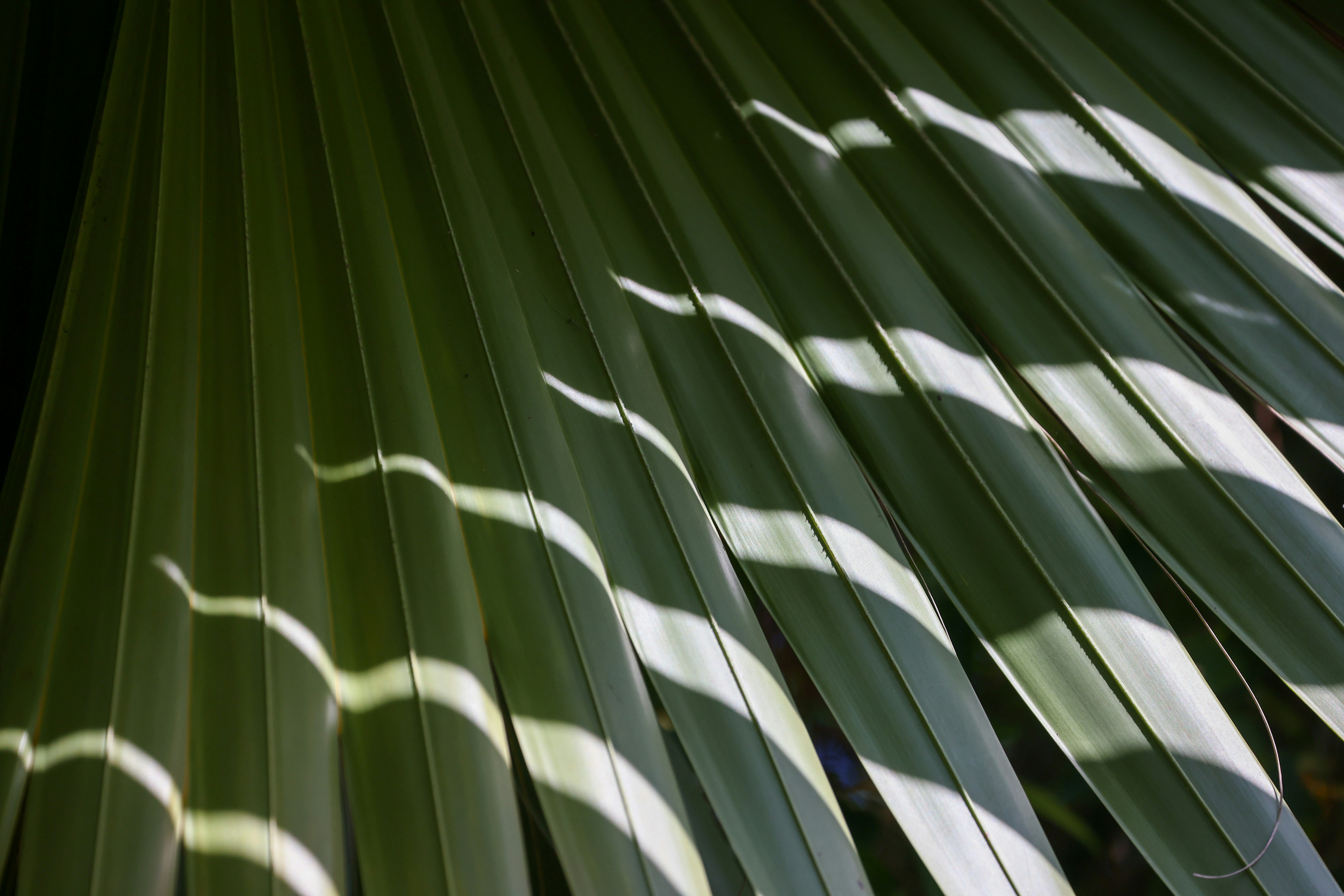 the shadow of a palm tree leaves on a sunny day