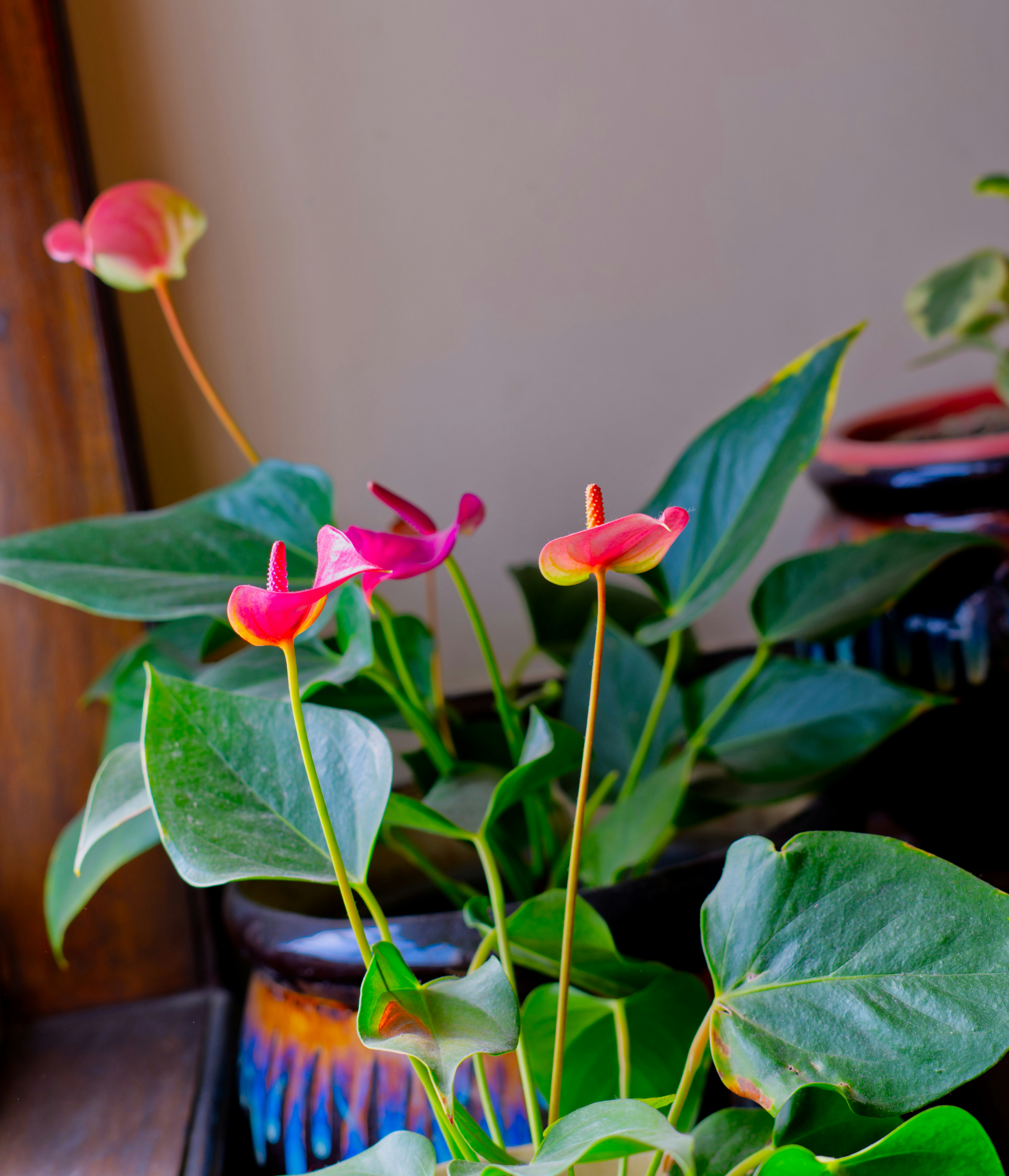 Sunlit Anthurium Chorus: Pink Blooms Amid Glossy Leaves