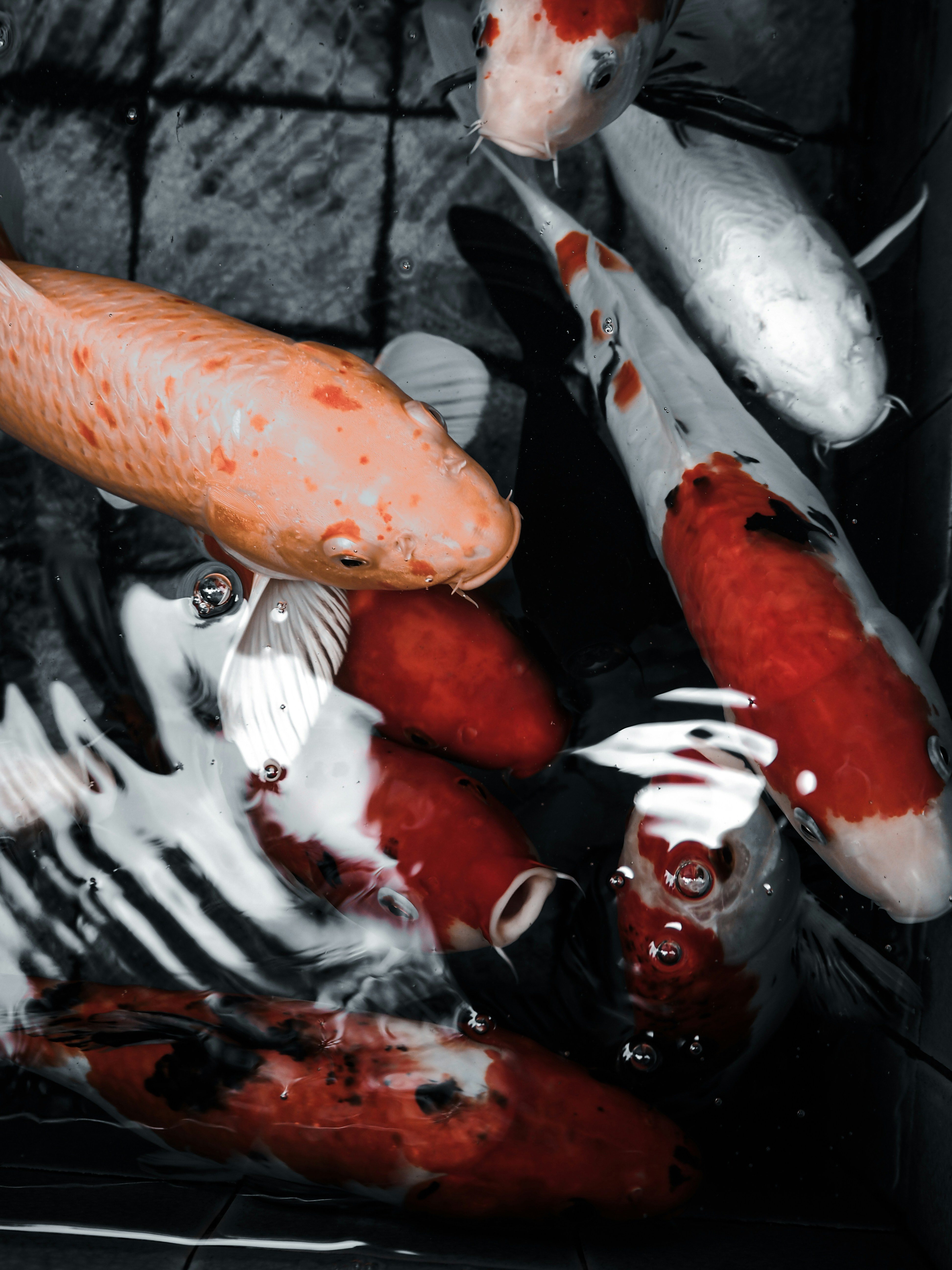 Koi Parade: Color, Rhythm, and Motion in a koi pond