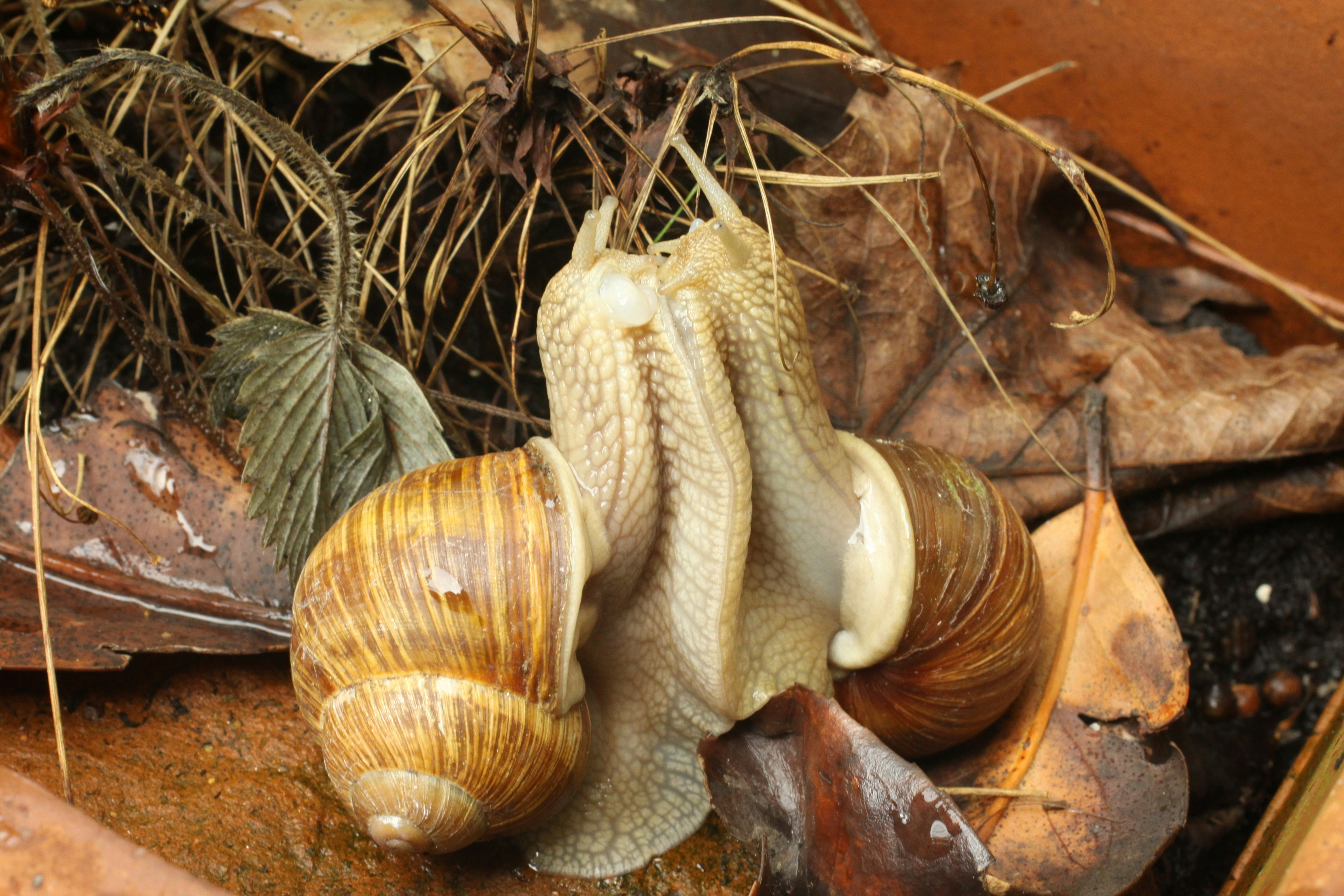 A close up of a group of snails on the ground photo – Free Animal Image ...