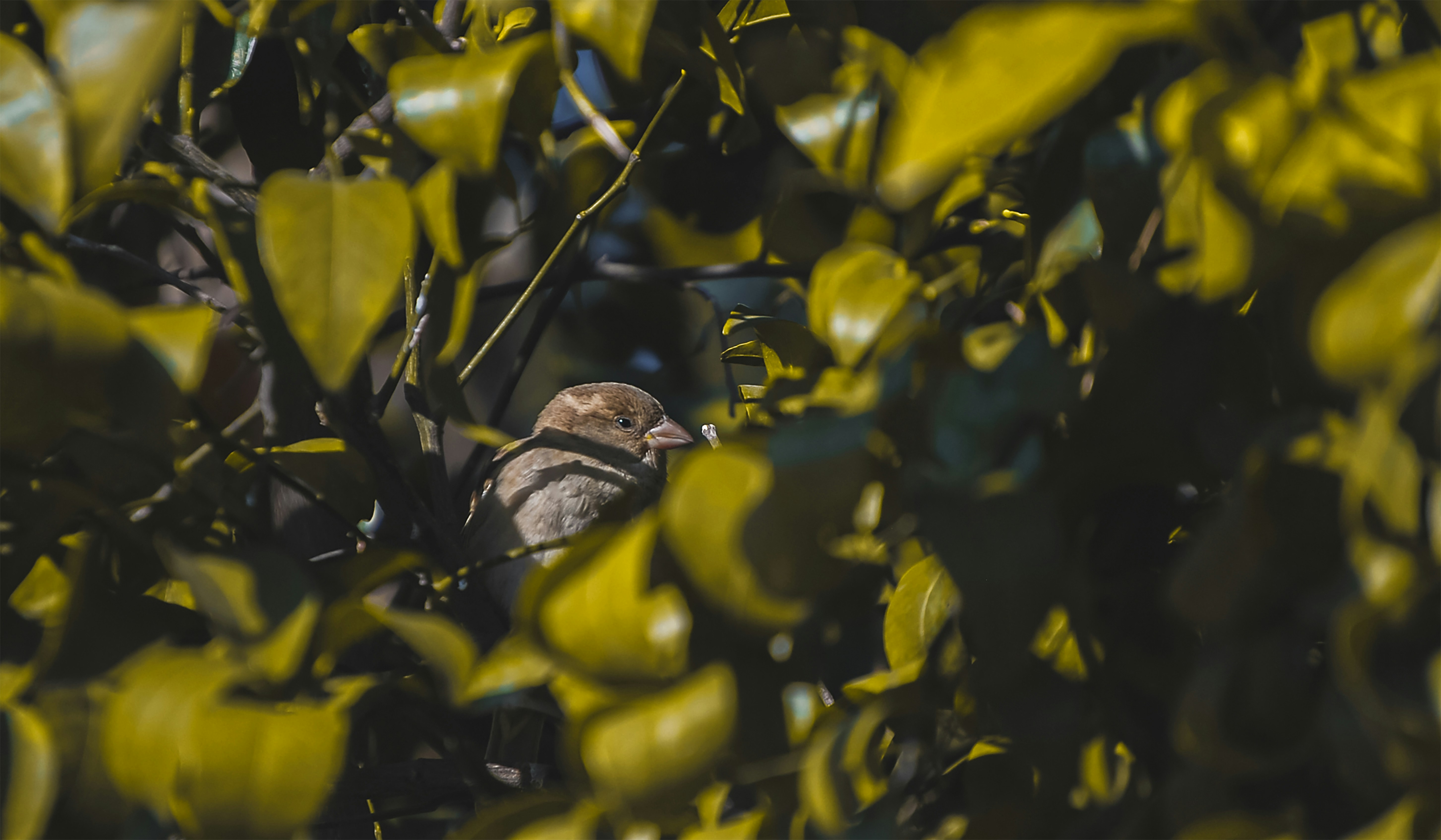 Whispering Warbler in a Golden Leaf Veil