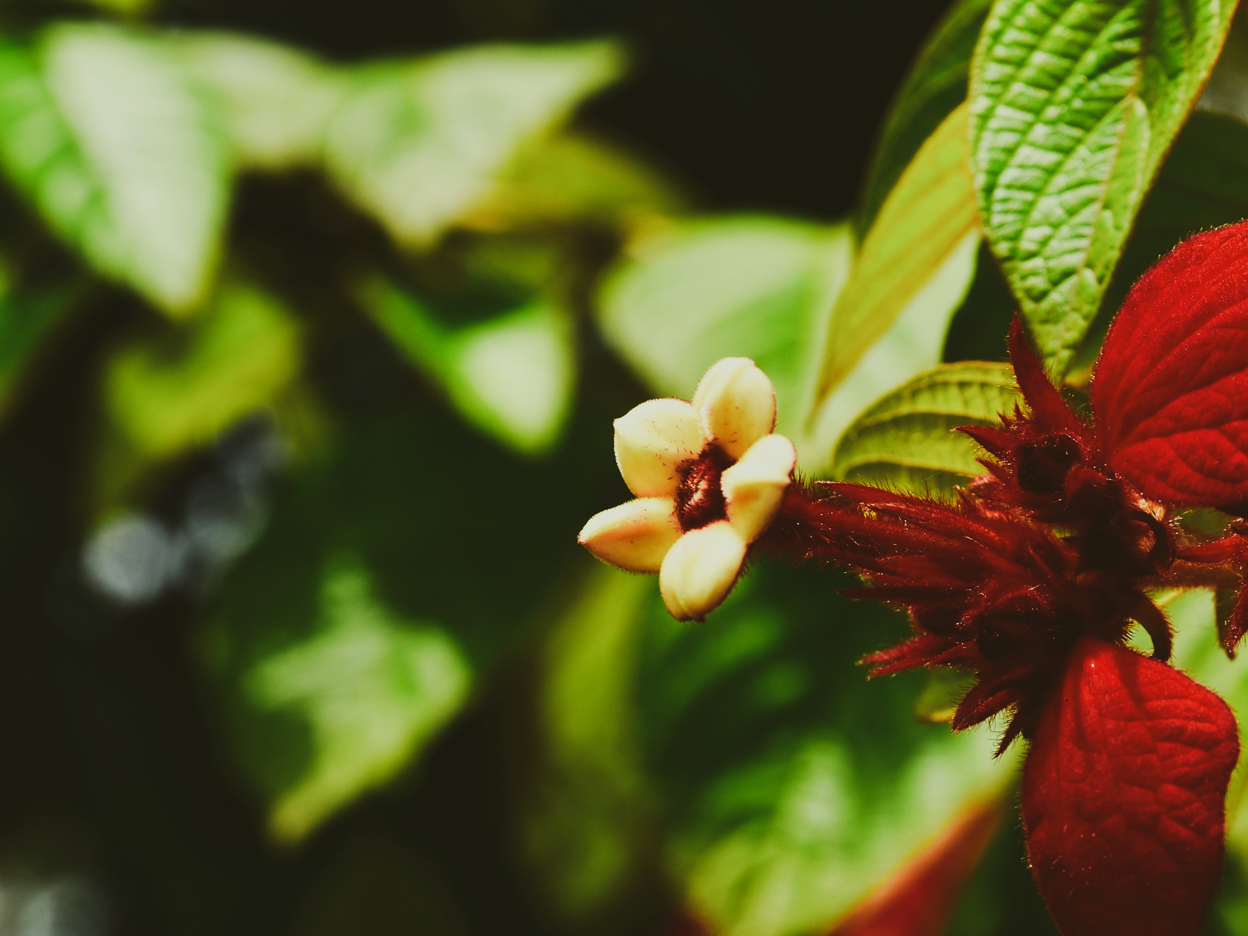 Flower in a Blurred Background Mussaenda erythrophylla Red