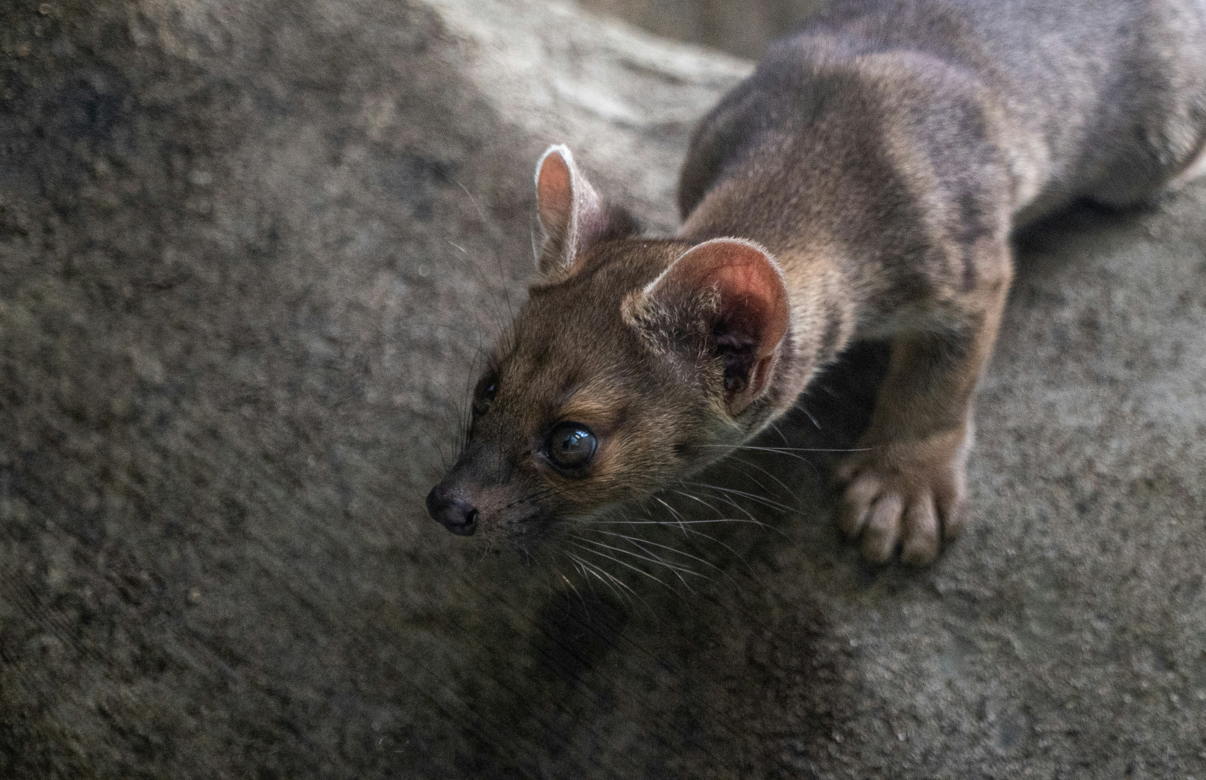 Stone Corridor Scout: a curious marsupial on sun-warmed rock