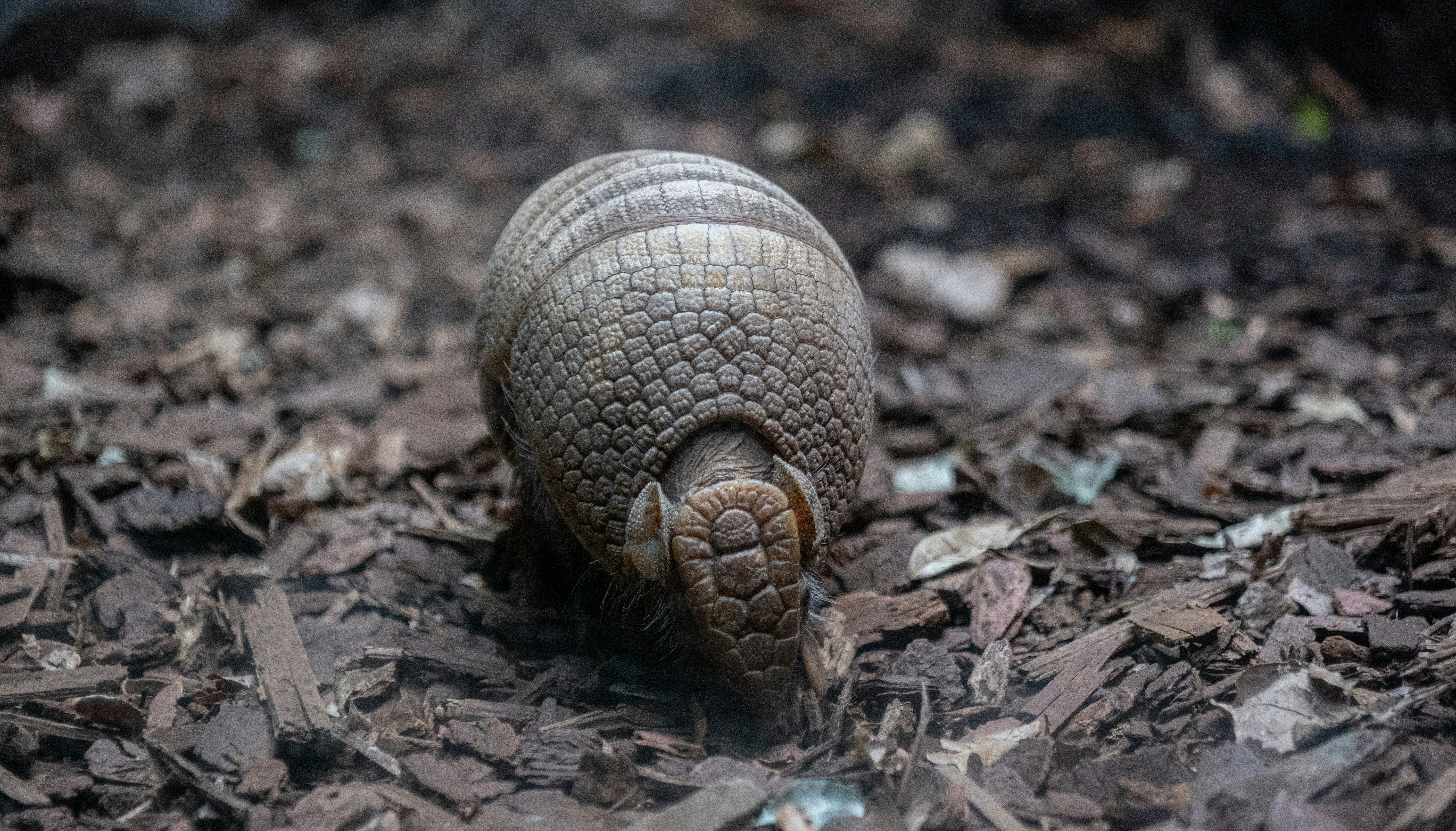 The little armoured armadillo | a close up of a small animal on the ground